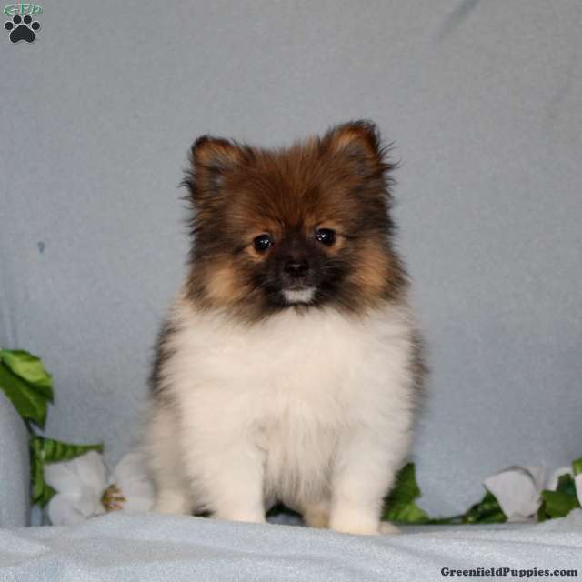 Dunkin - Pomeranian Puppy For Sale in Pennsylvania