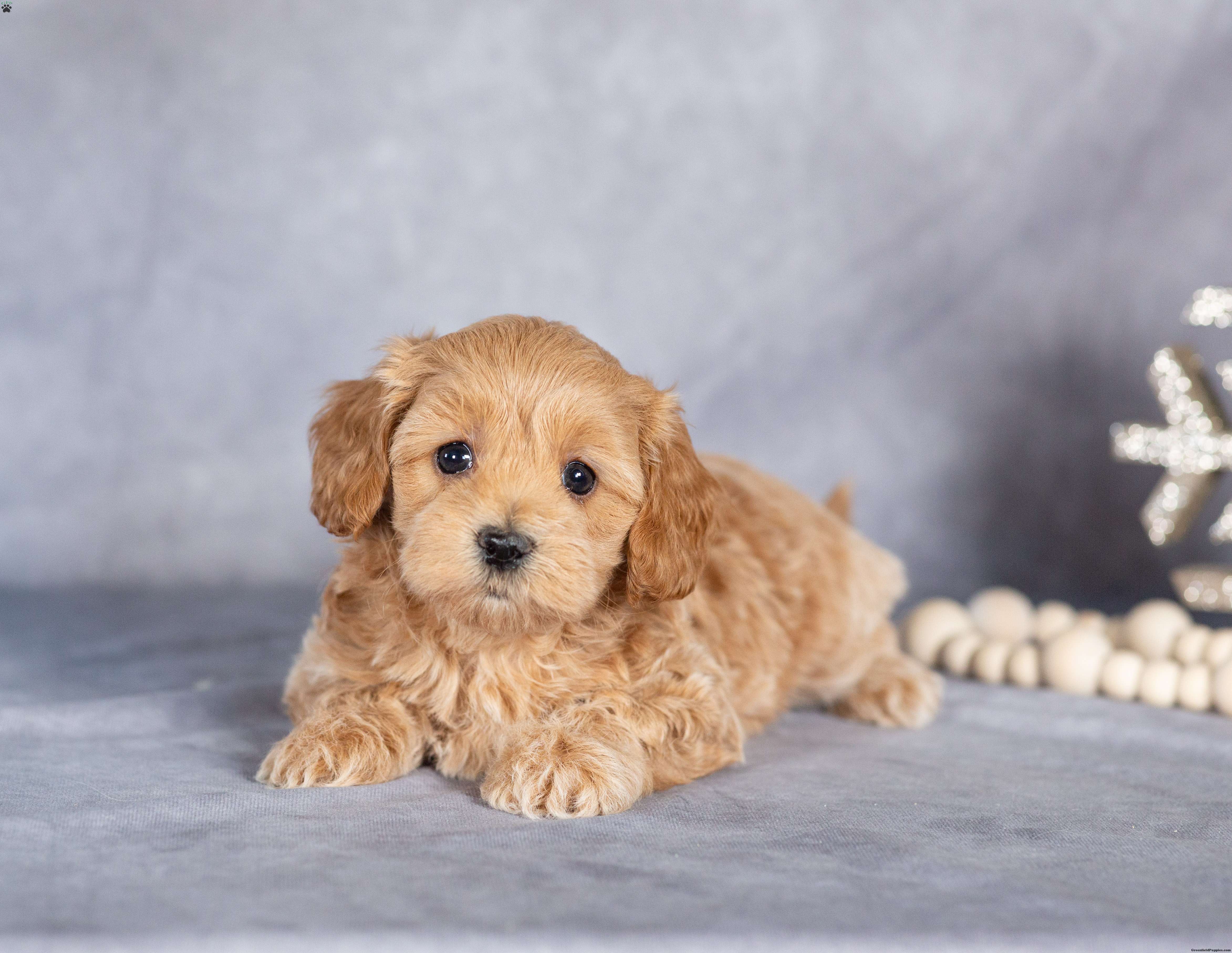Barbie - Maltipoo Puppy For Sale in Pennsylvania