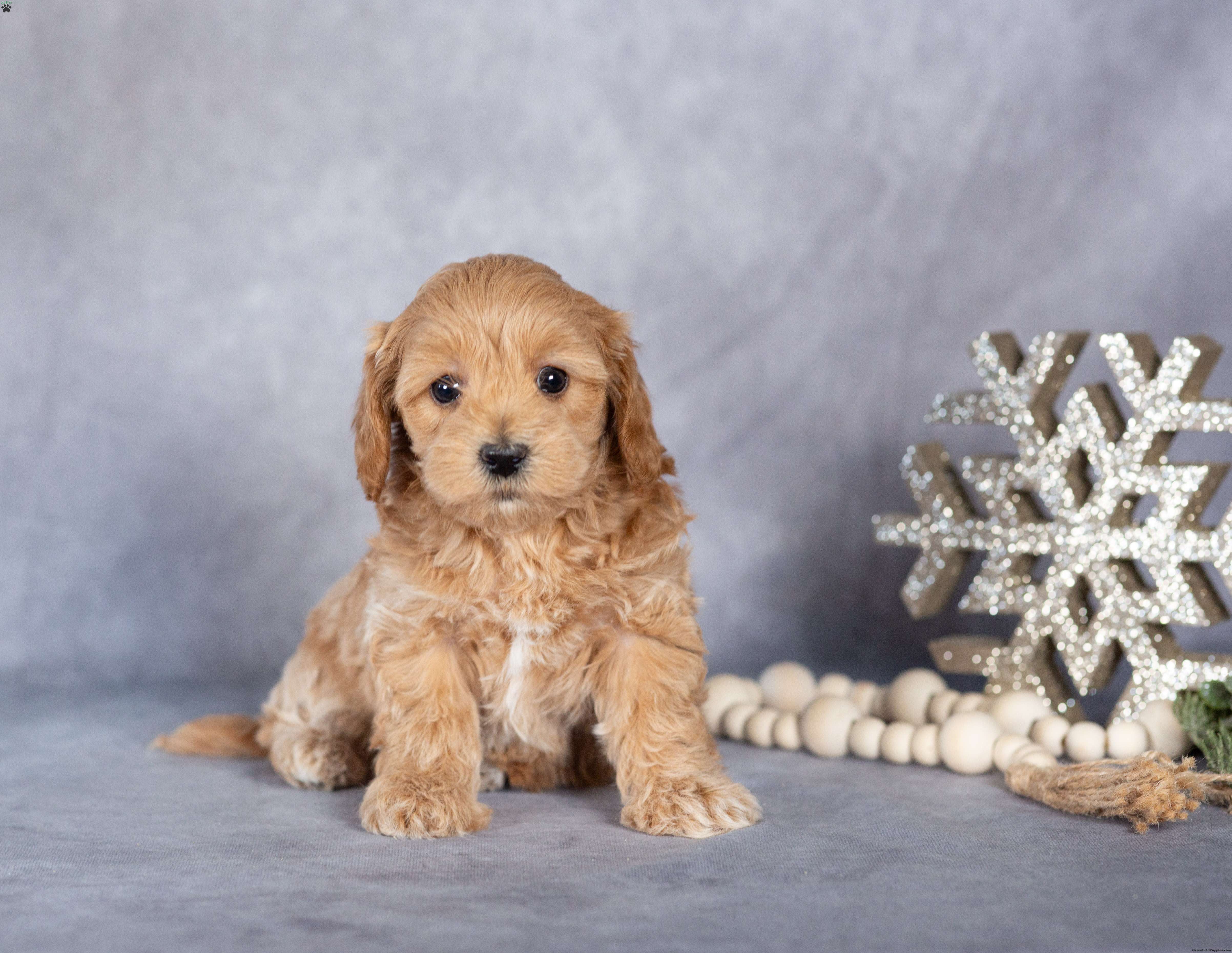 Barbie - Maltipoo Puppy For Sale in Pennsylvania