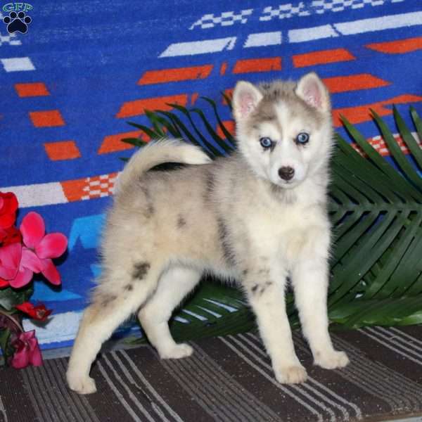Eva - Pomsky Puppy For Sale in Pennsylvania