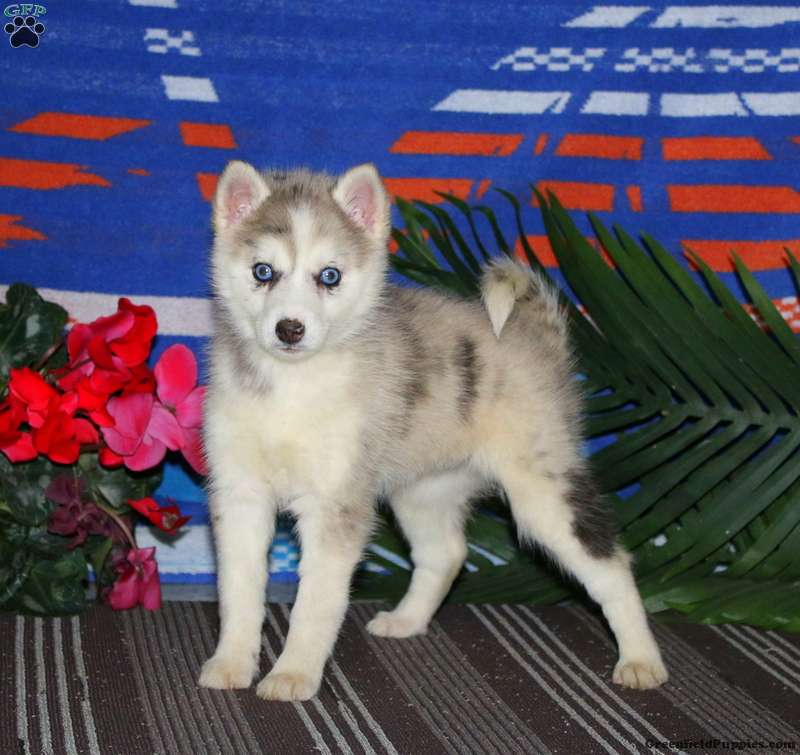 Eva - Pomsky Puppy For Sale in Pennsylvania