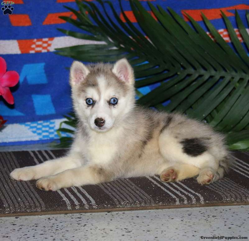 Eva - Pomsky Puppy For Sale in Pennsylvania