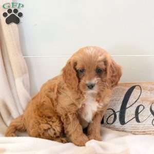 Cavapoo Puppies For Sale - Greenfield Puppies