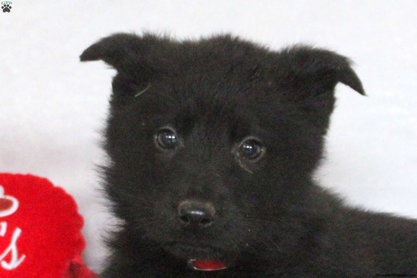 Fred - German Shepherd Puppy For Sale in Pennsylvania