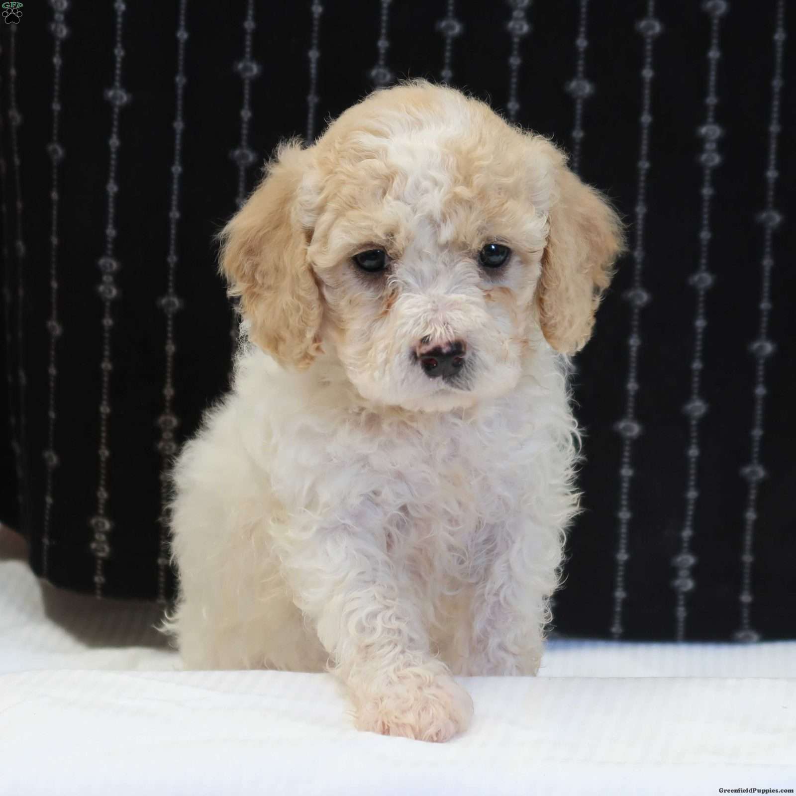 Giggles - Mini Goldendoodle Puppy For Sale in Pennsylvania