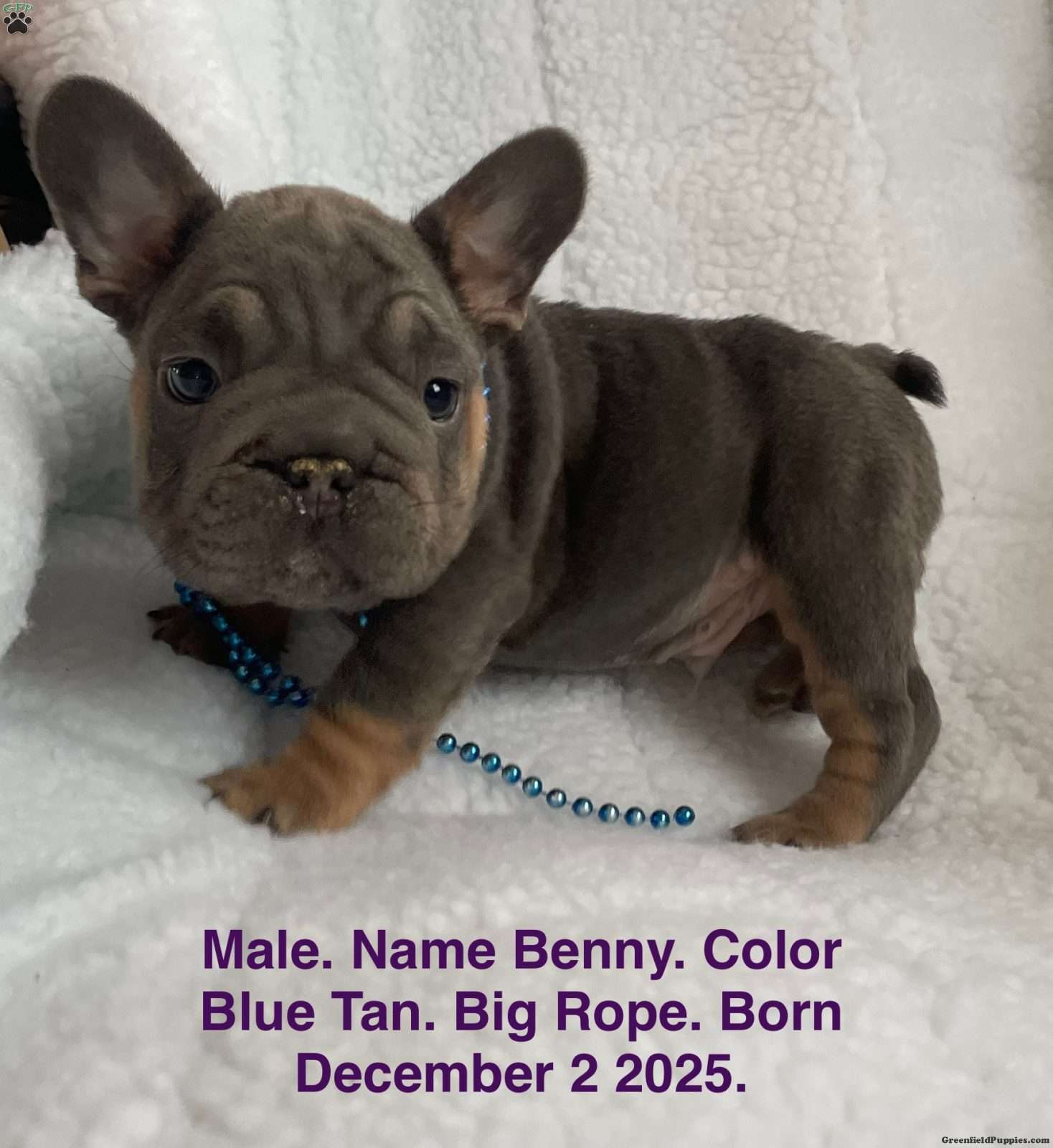 Benny - French Bulldog Puppy For Sale in New York