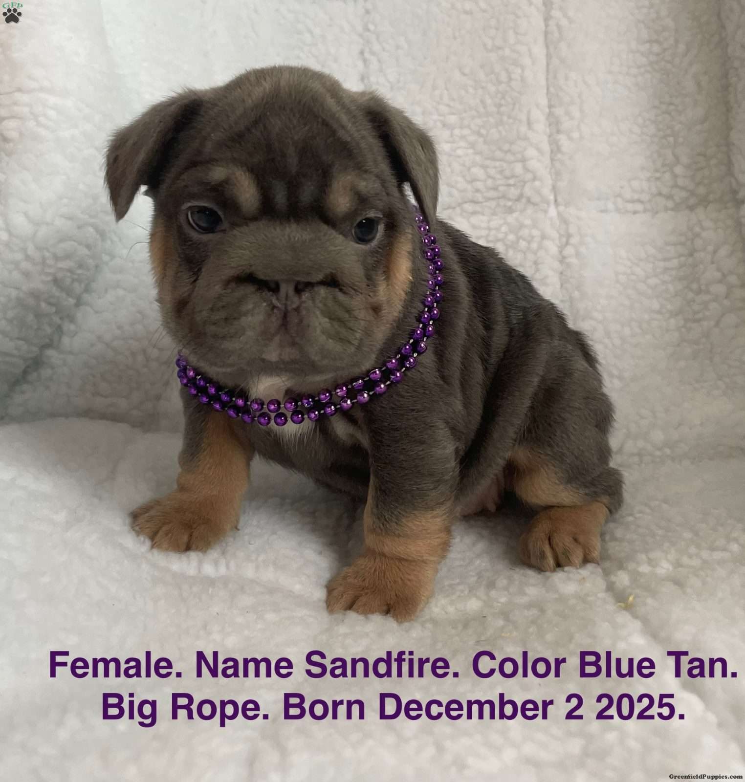 Sandfire - French Bulldog Puppy For Sale in New York