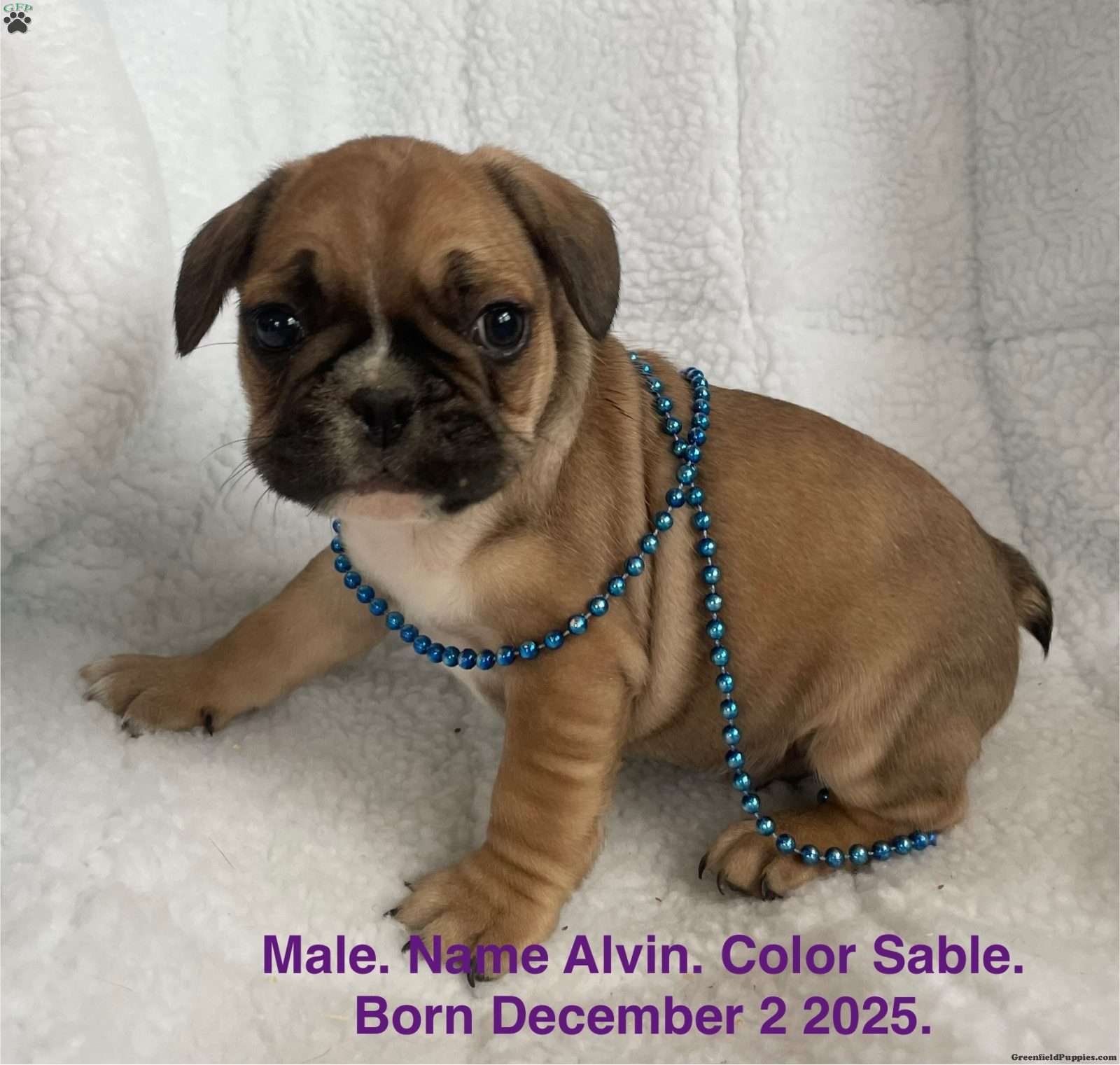Alvin - French Bulldog Puppy For Sale in New York