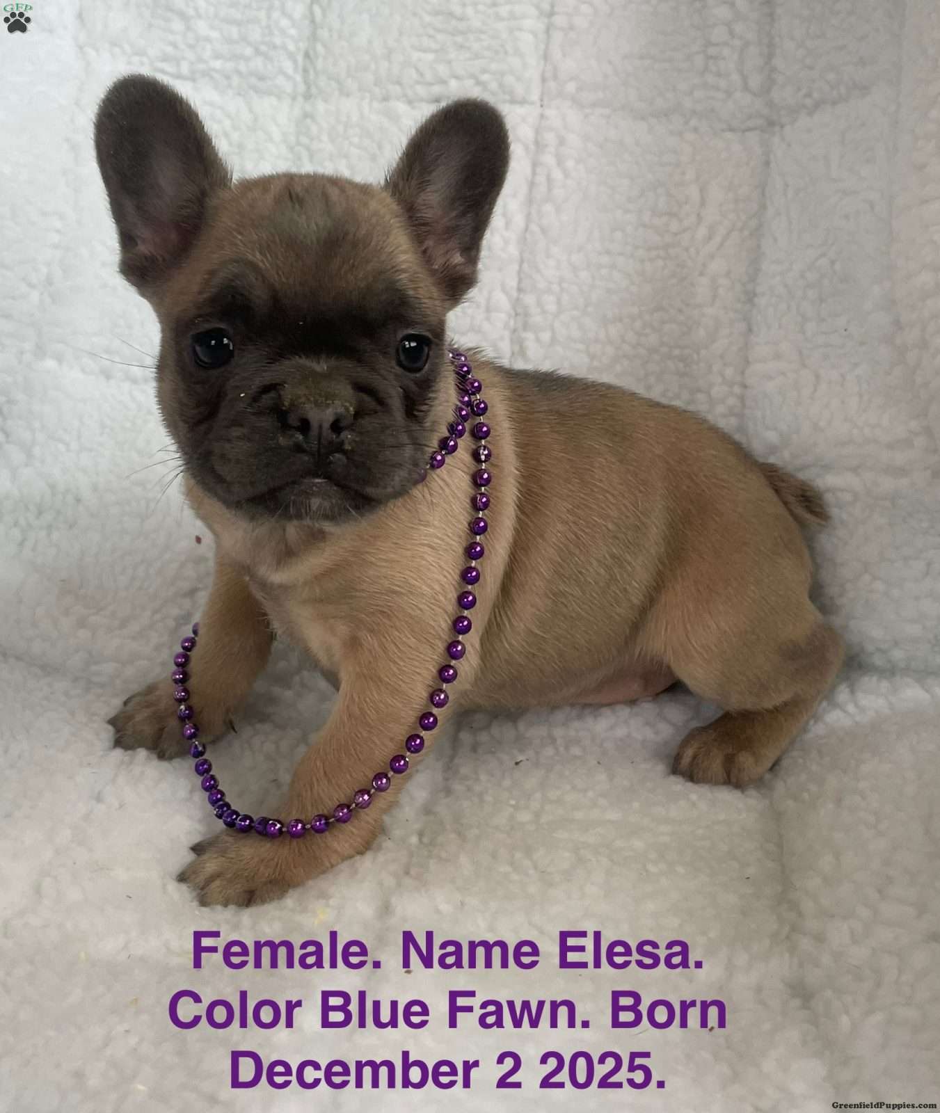 Elesa - French Bulldog Puppy For Sale in New York
