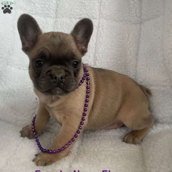 Elesa - French Bulldog Puppy For Sale in New York