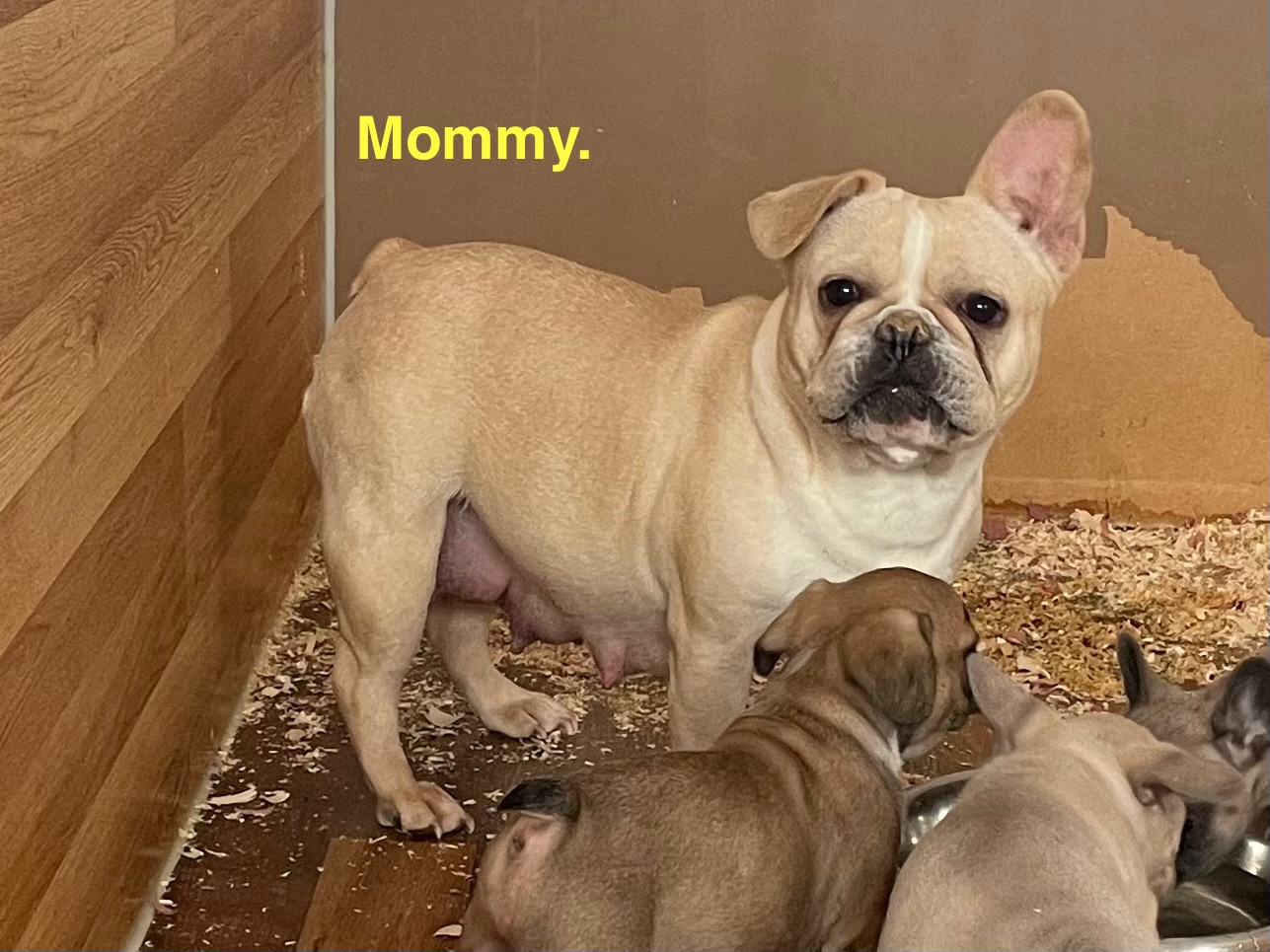 Sandfire - French Bulldog Puppy For Sale in New York