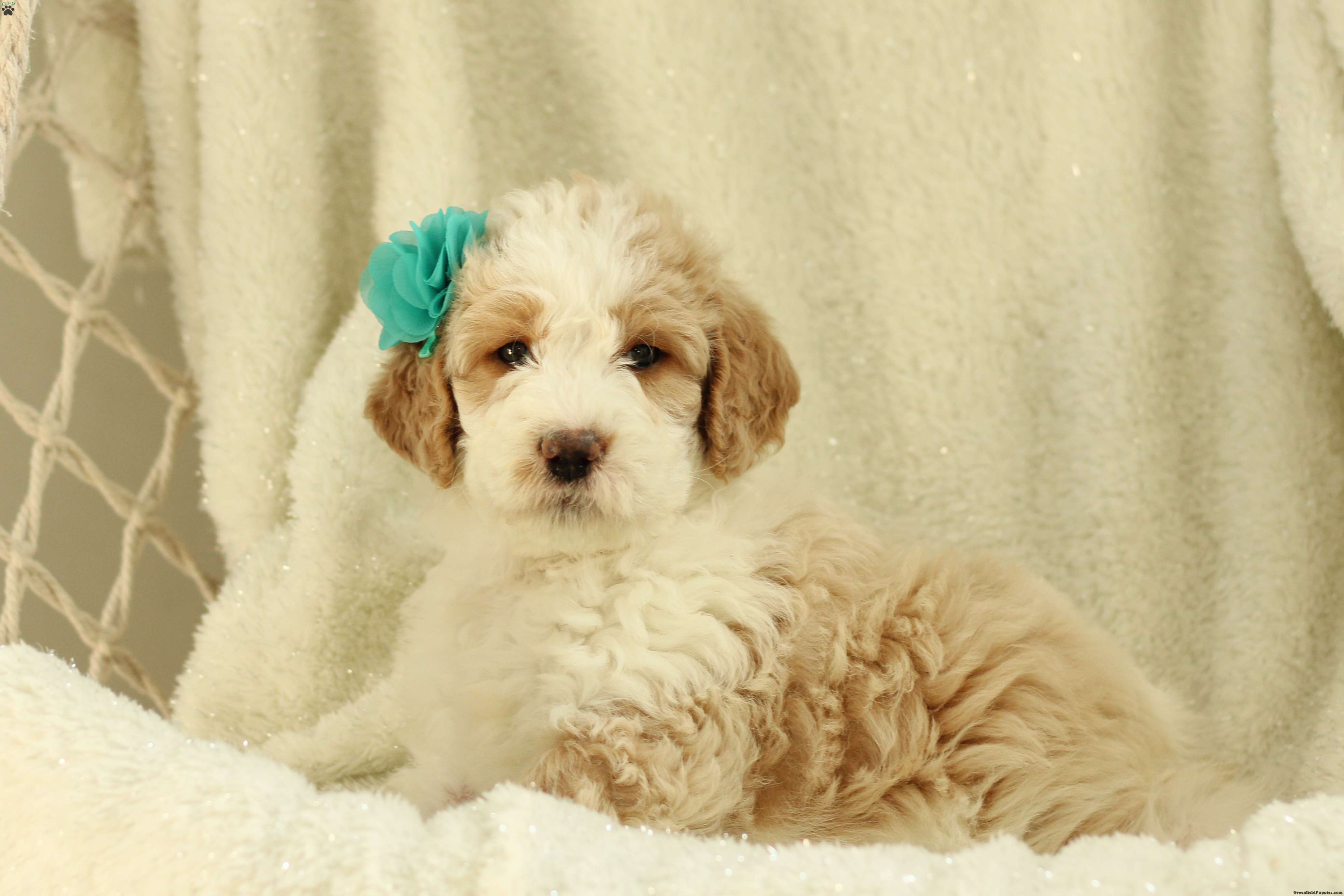 Sasha ~ F1BB - Labradoodle Puppy For Sale in Pennsylvania