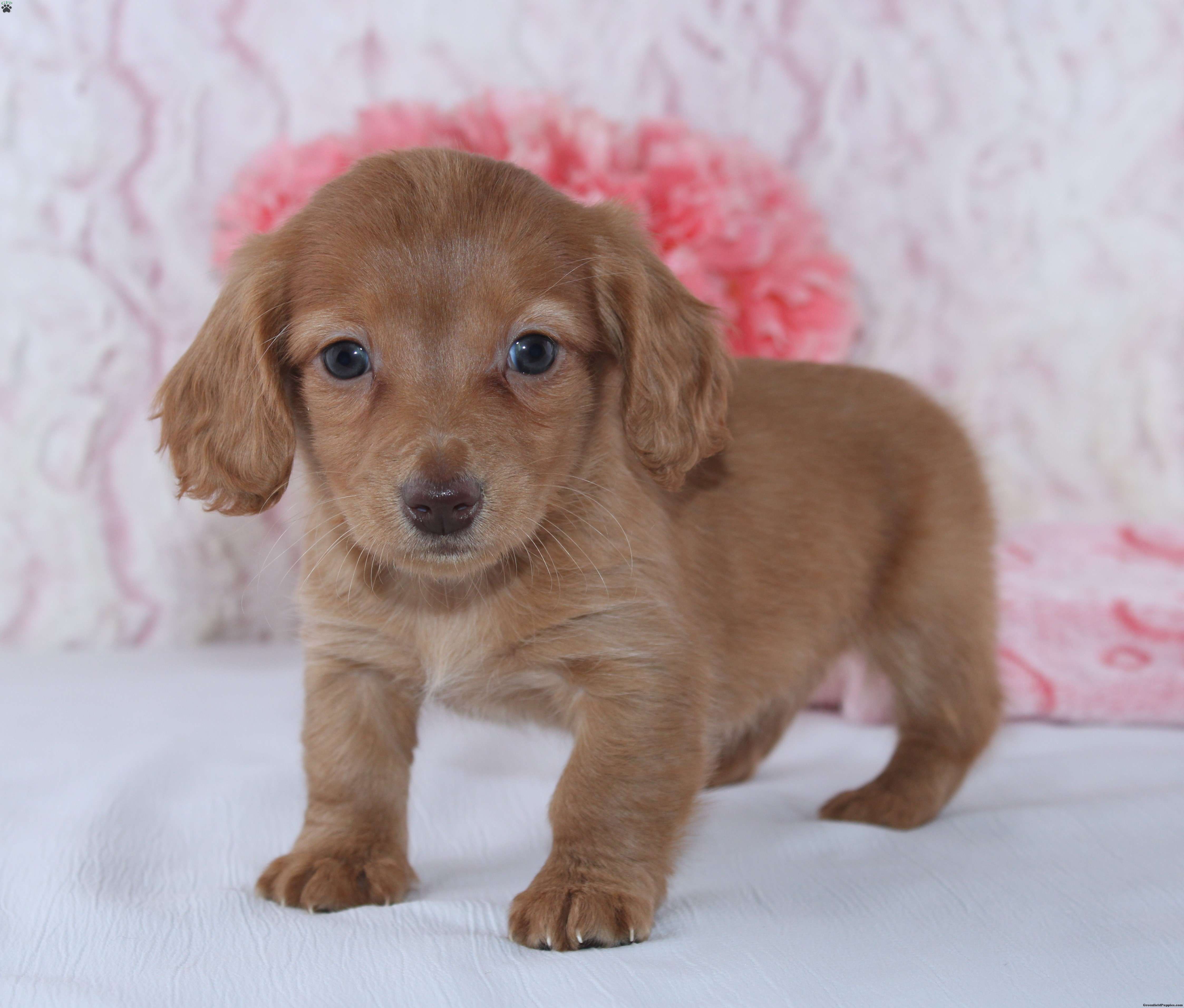 Alice - Dachshund Puppy For Sale in Ohio