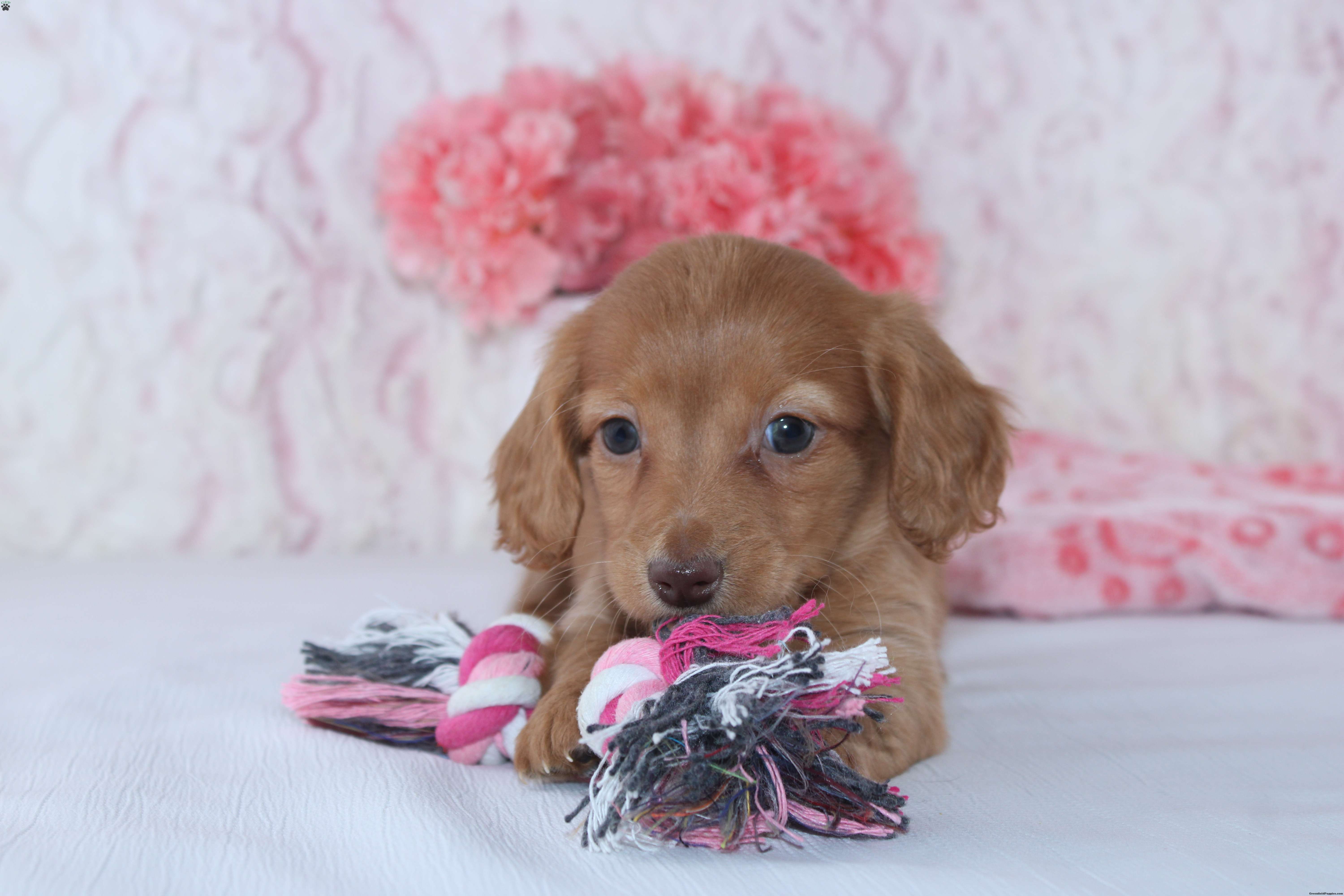 Alice - Dachshund Puppy For Sale in Ohio
