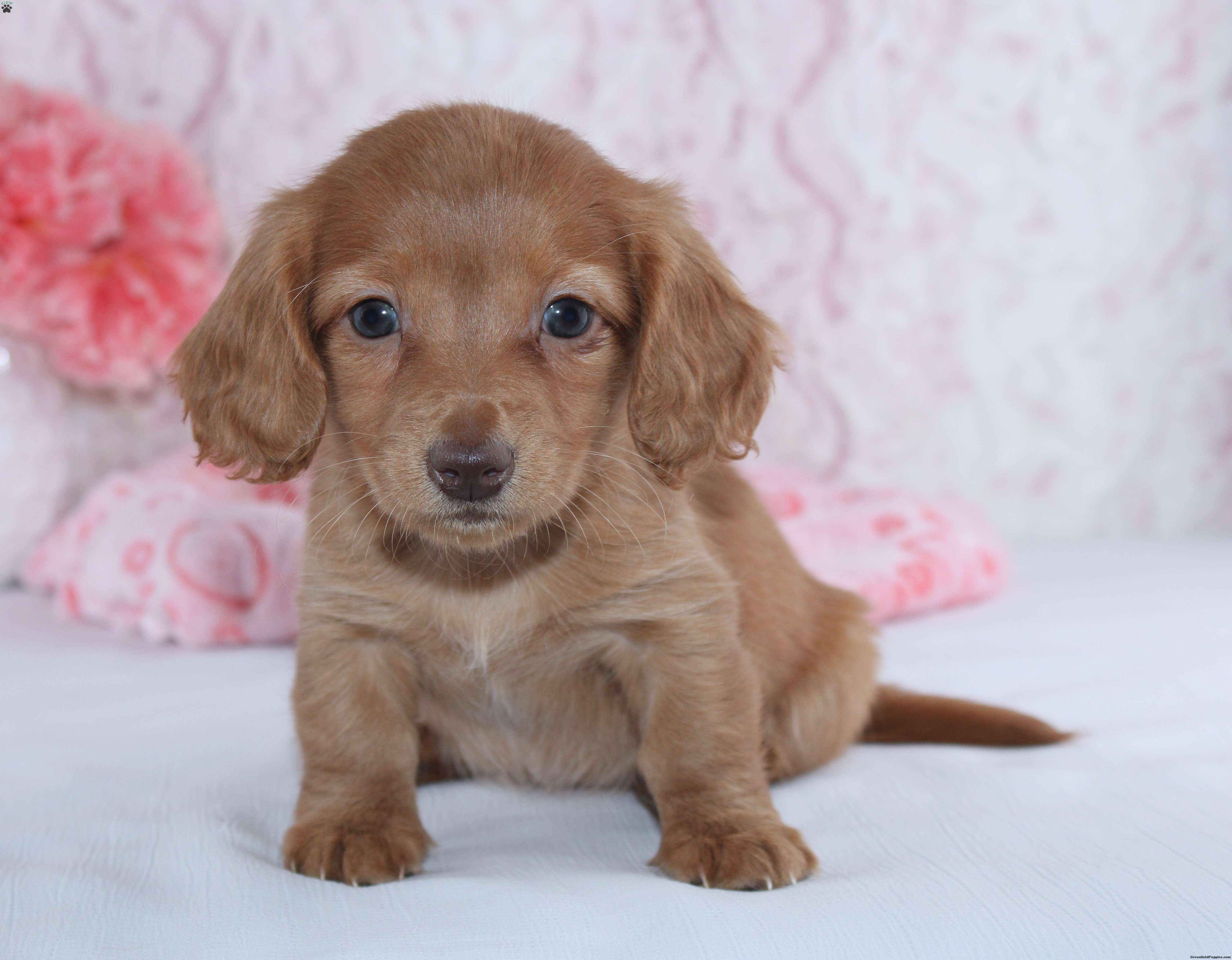 Alice - Dachshund Puppy For Sale in Ohio