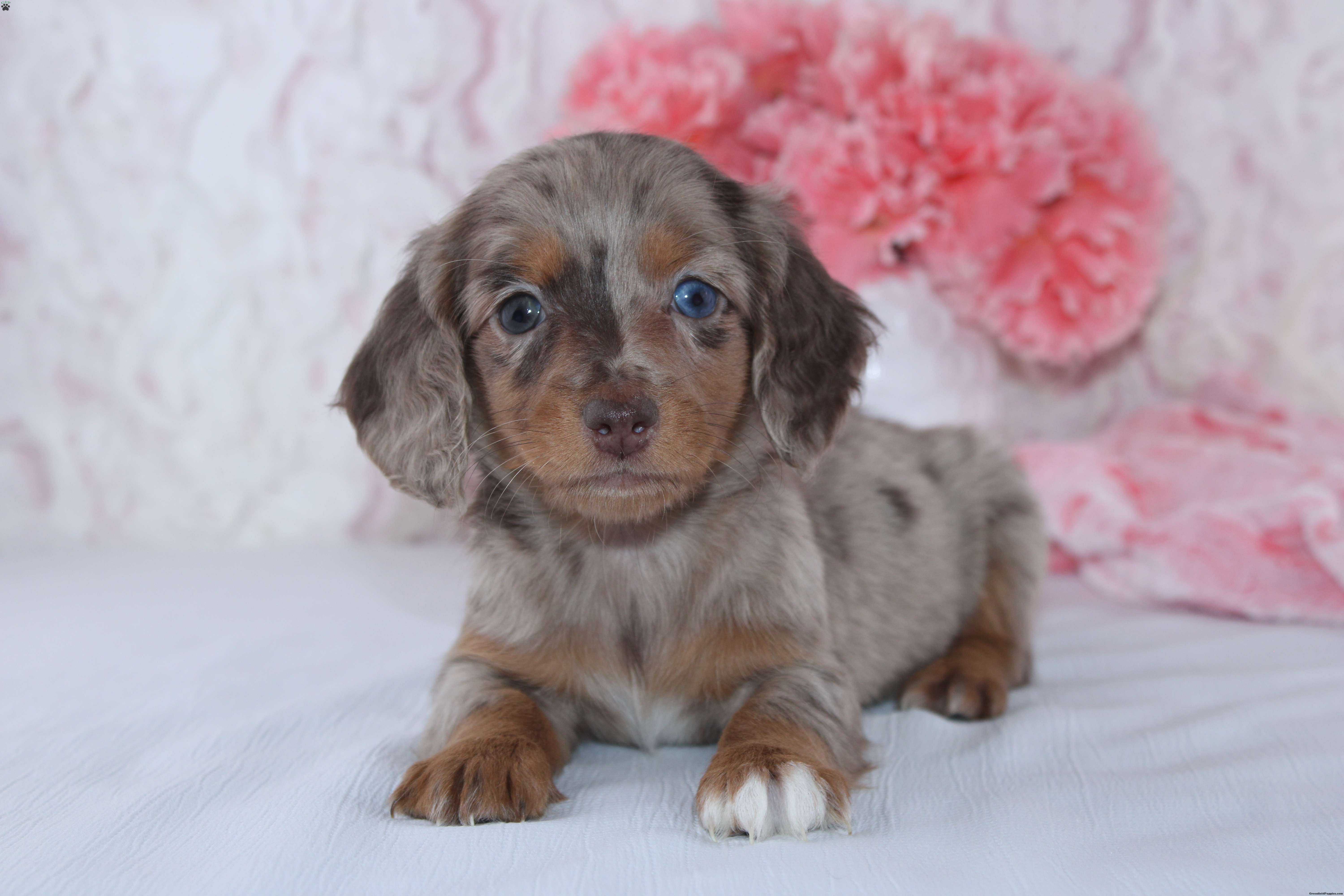 Angela - Dachshund Puppy For Sale in Ohio