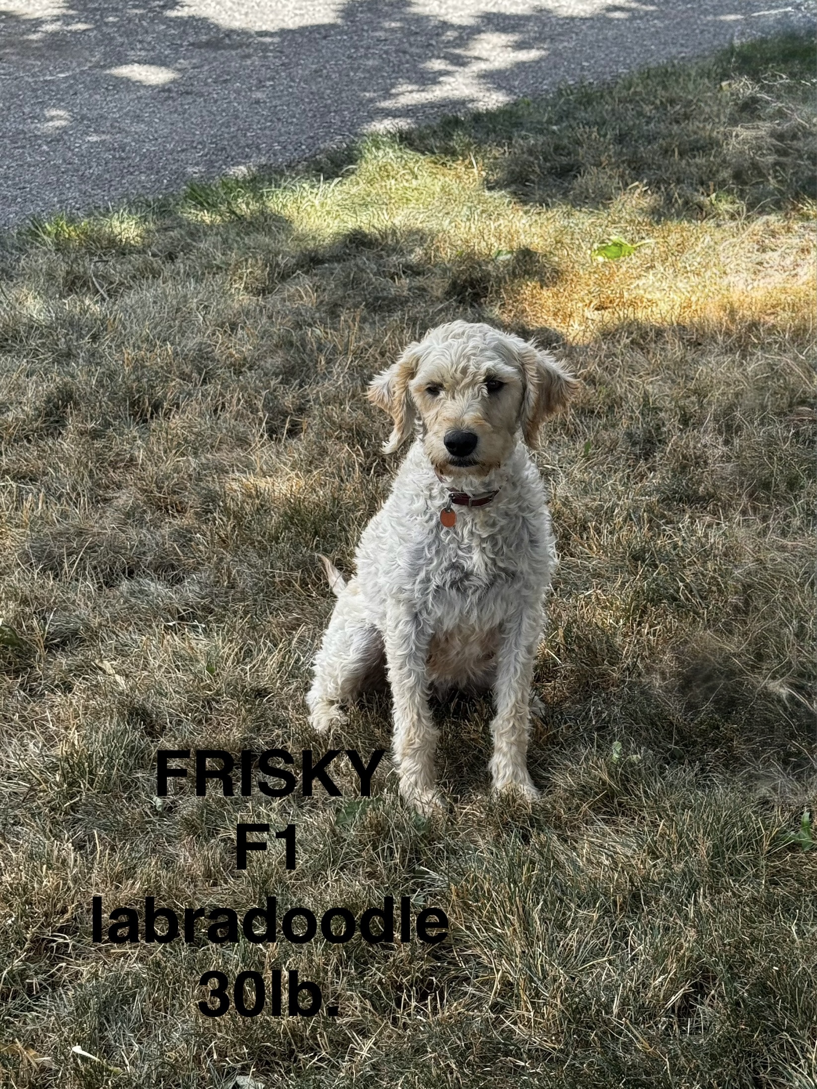 Teddy - Mini Labradoodle Puppy For Sale in Pennsylvania