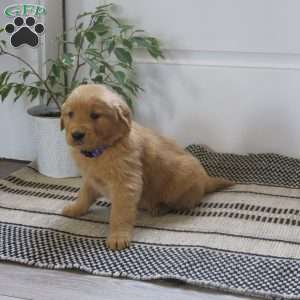 Lora - Golden Retriever Puppy For Sale in Pennsylvania