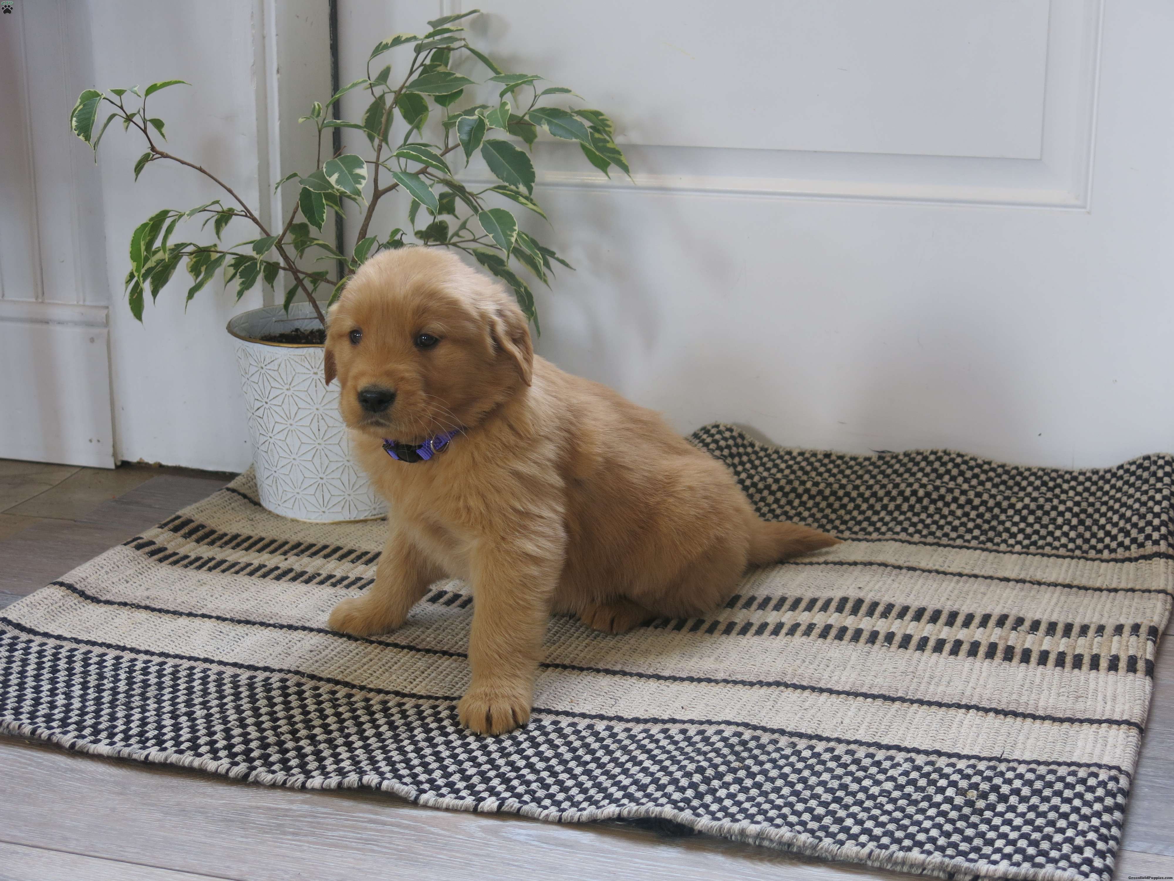 Lora - Golden Retriever Puppy For Sale in Pennsylvania