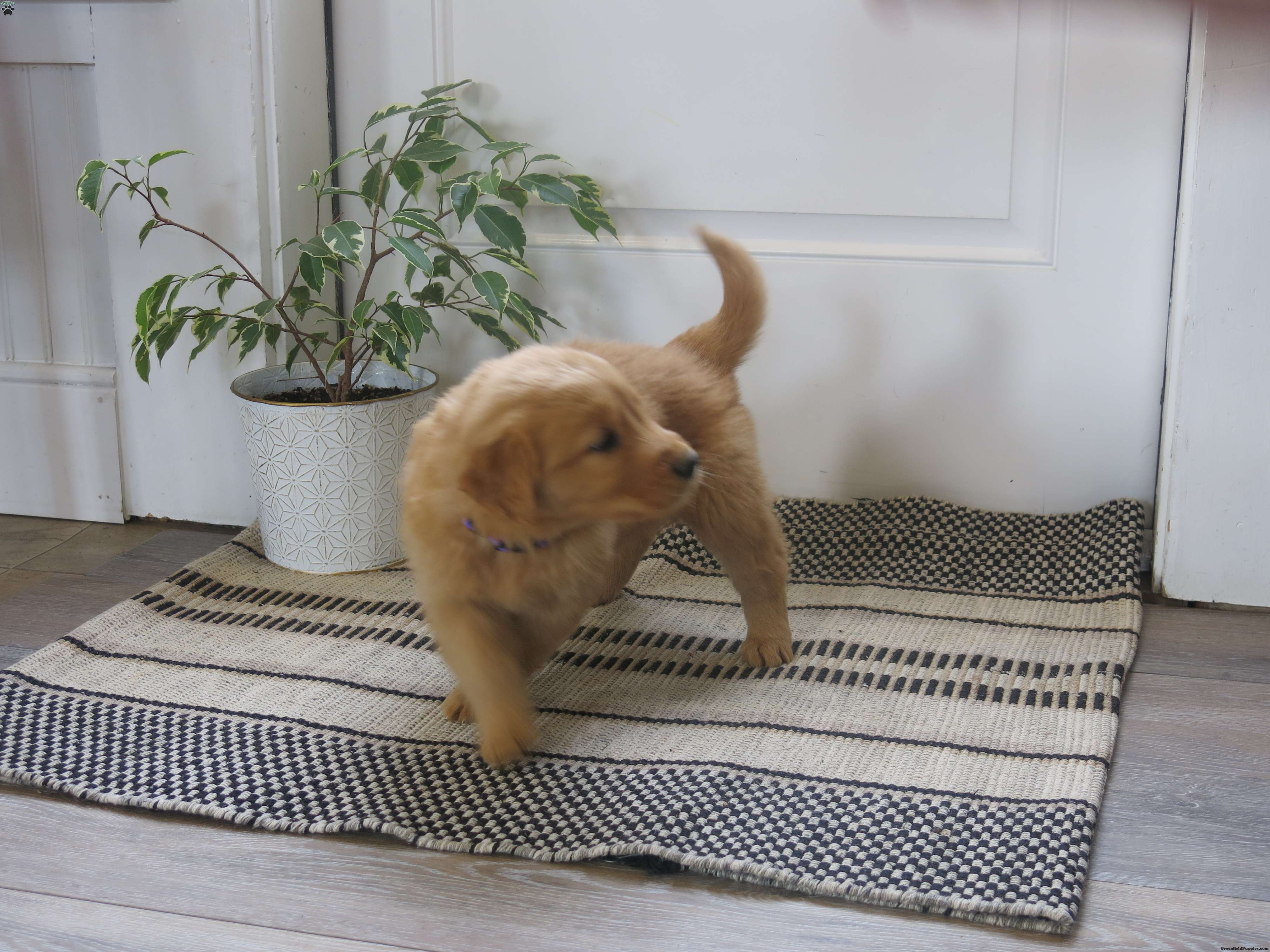 Lora - Golden Retriever Puppy For Sale in Pennsylvania