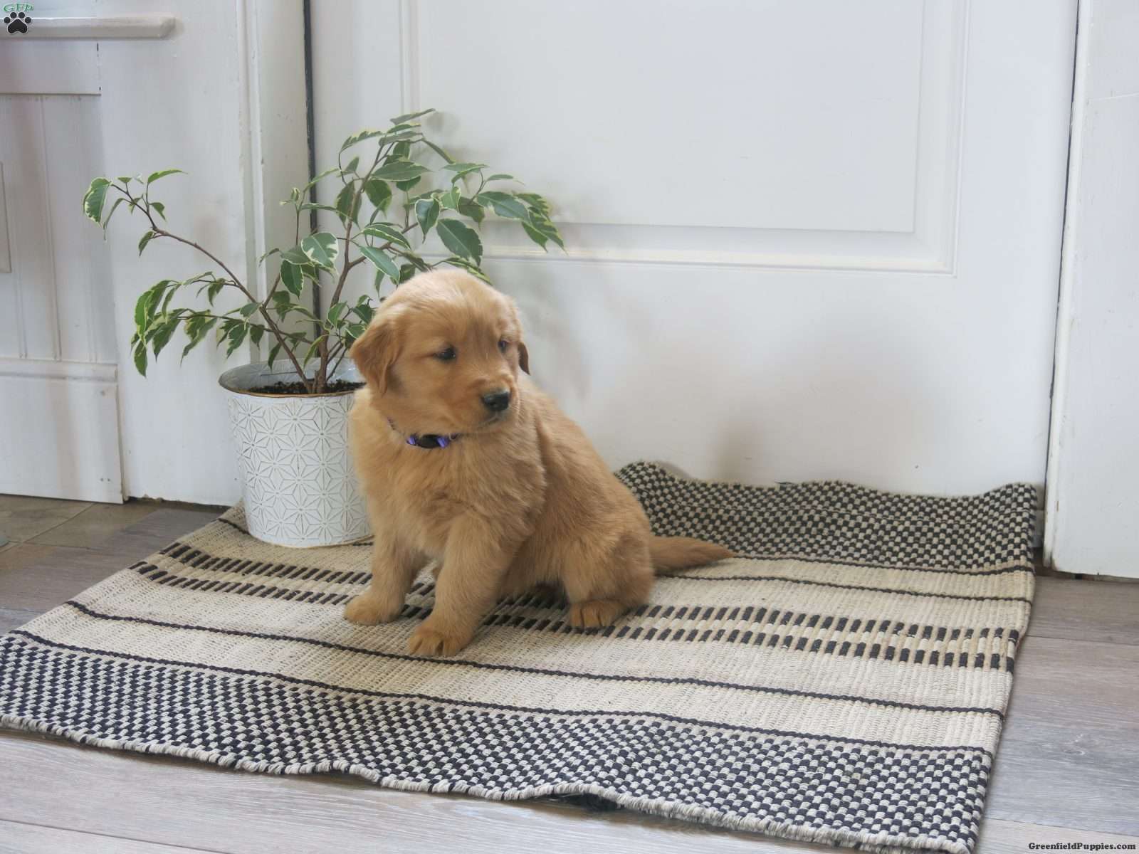 Lora - Golden Retriever Puppy For Sale in Pennsylvania