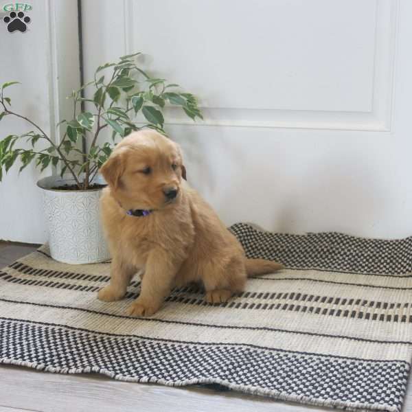 Lora - Golden Retriever Puppy For Sale in Pennsylvania