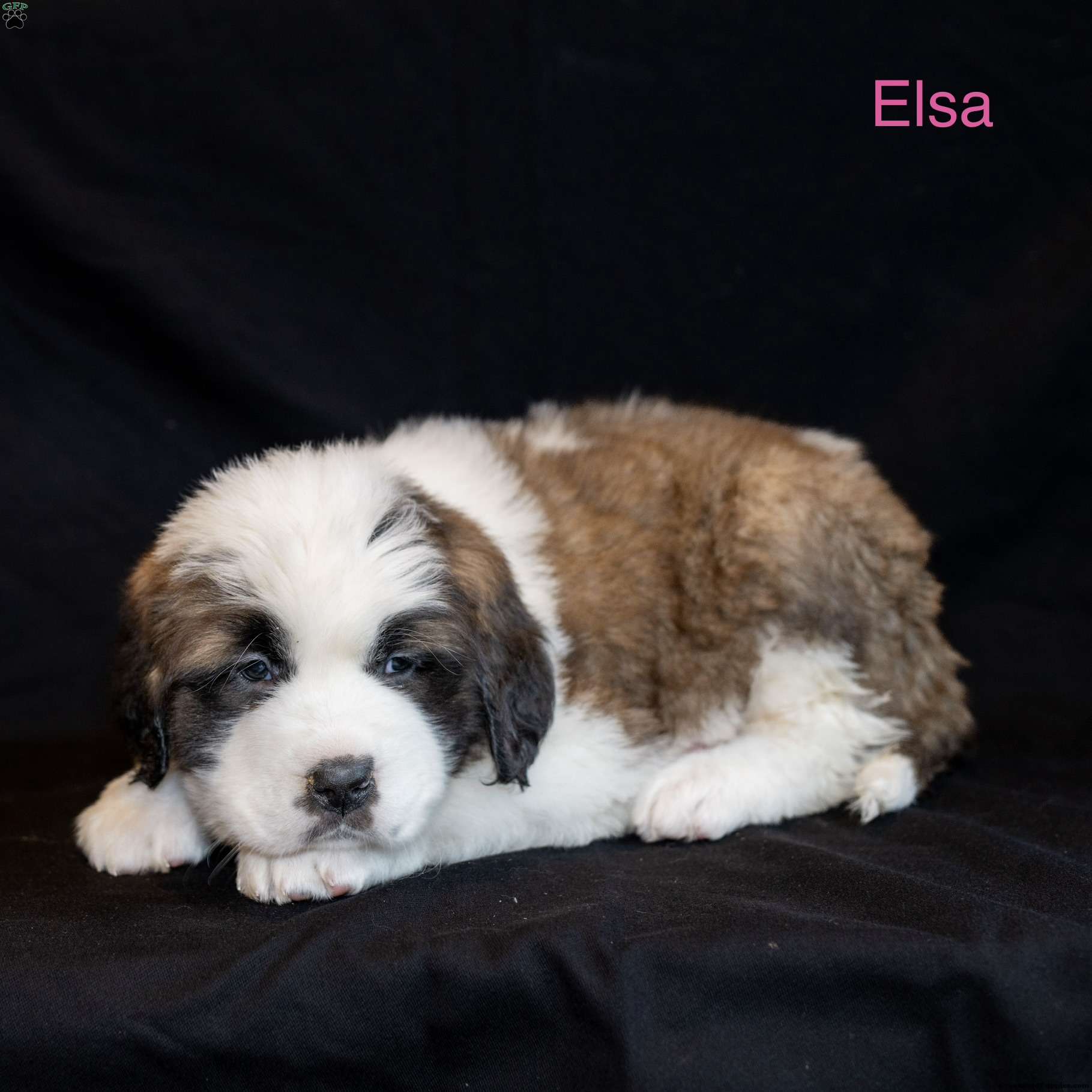 Elsa - Saint Bernard Puppy For Sale in Pennsylvania