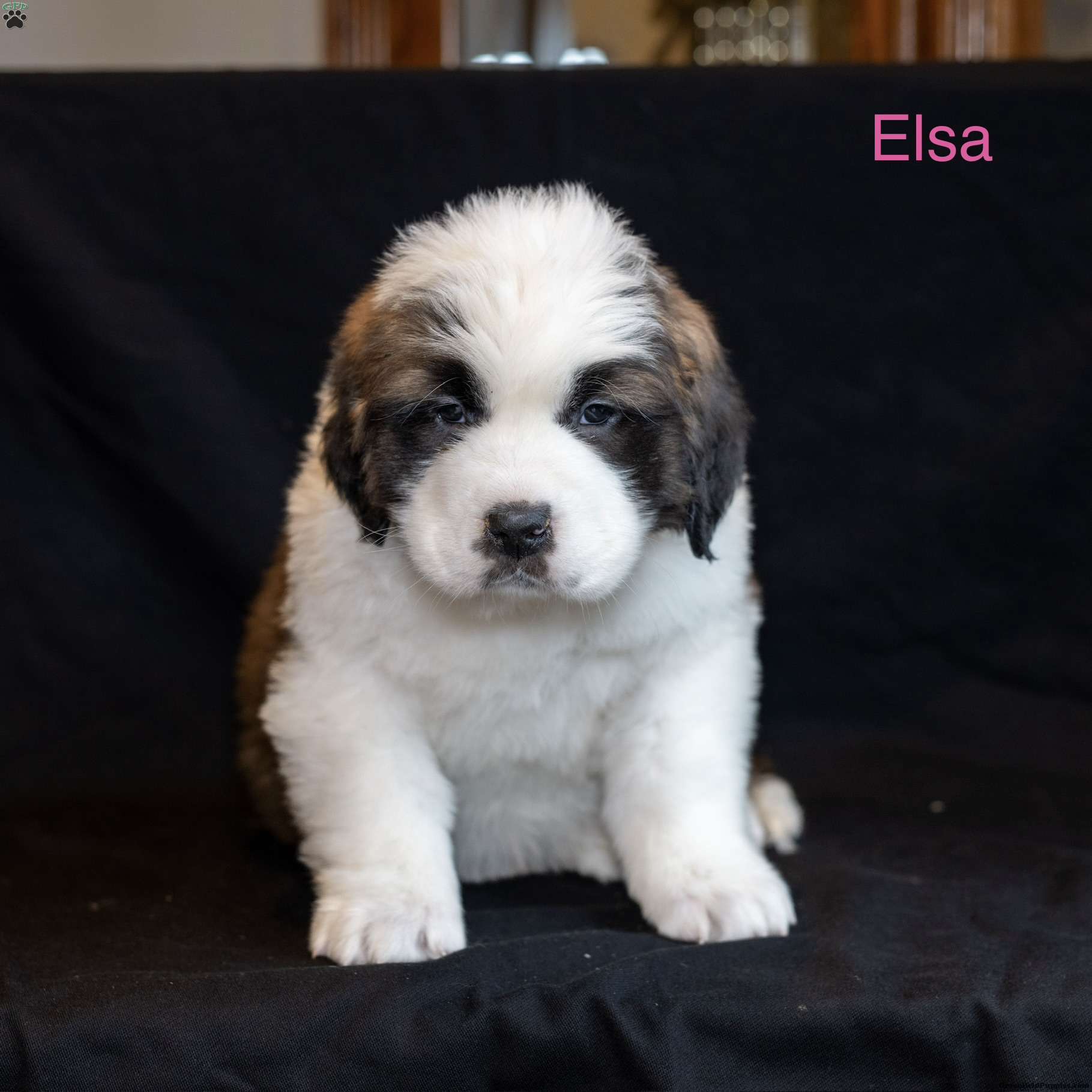 Elsa - Saint Bernard Puppy For Sale in Pennsylvania