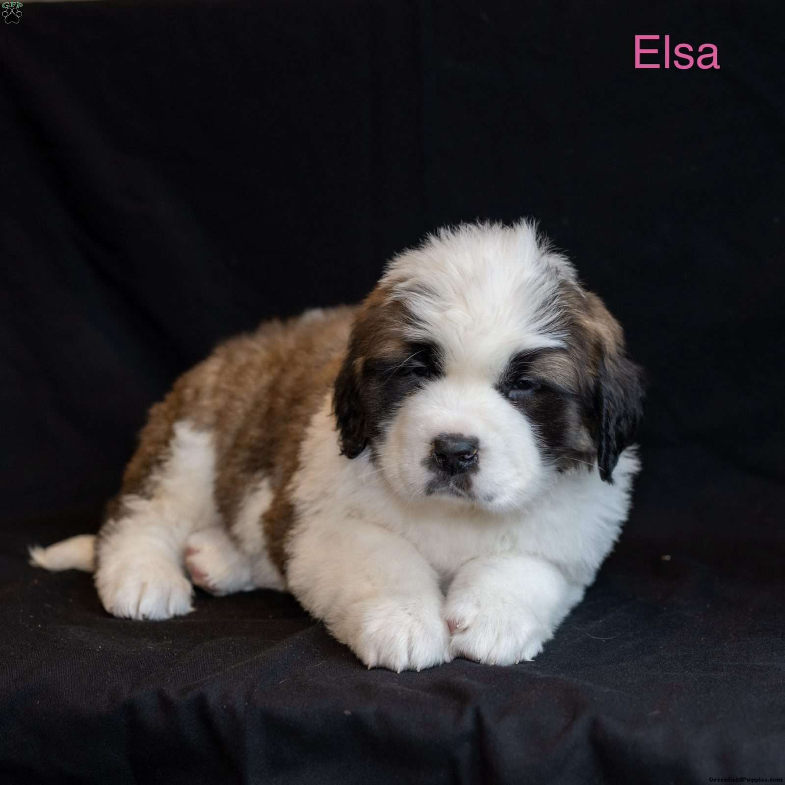 Elsa - Saint Bernard Puppy For Sale in Pennsylvania