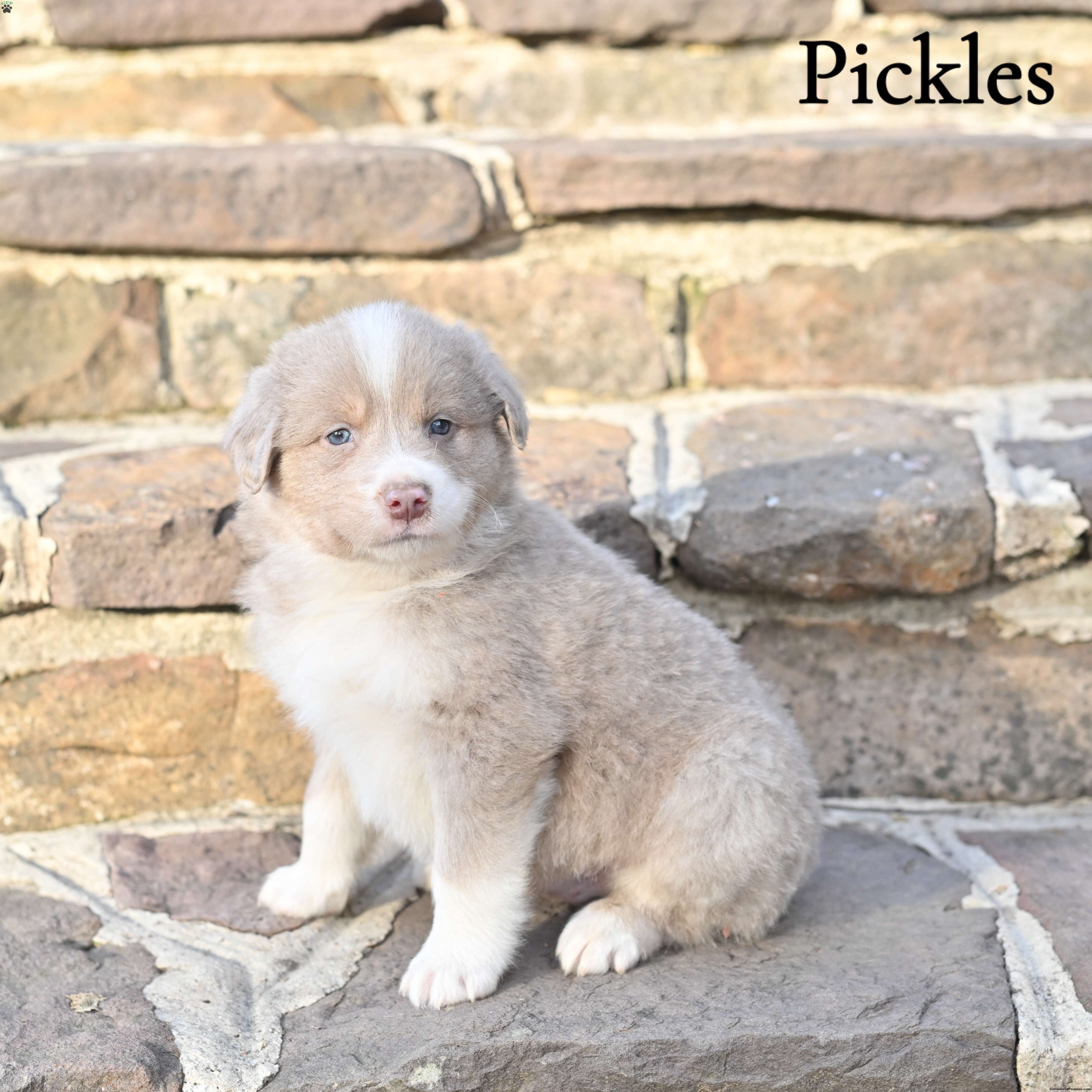 Pickles - Australian Shepherd Puppy For Sale in Pennsylvania