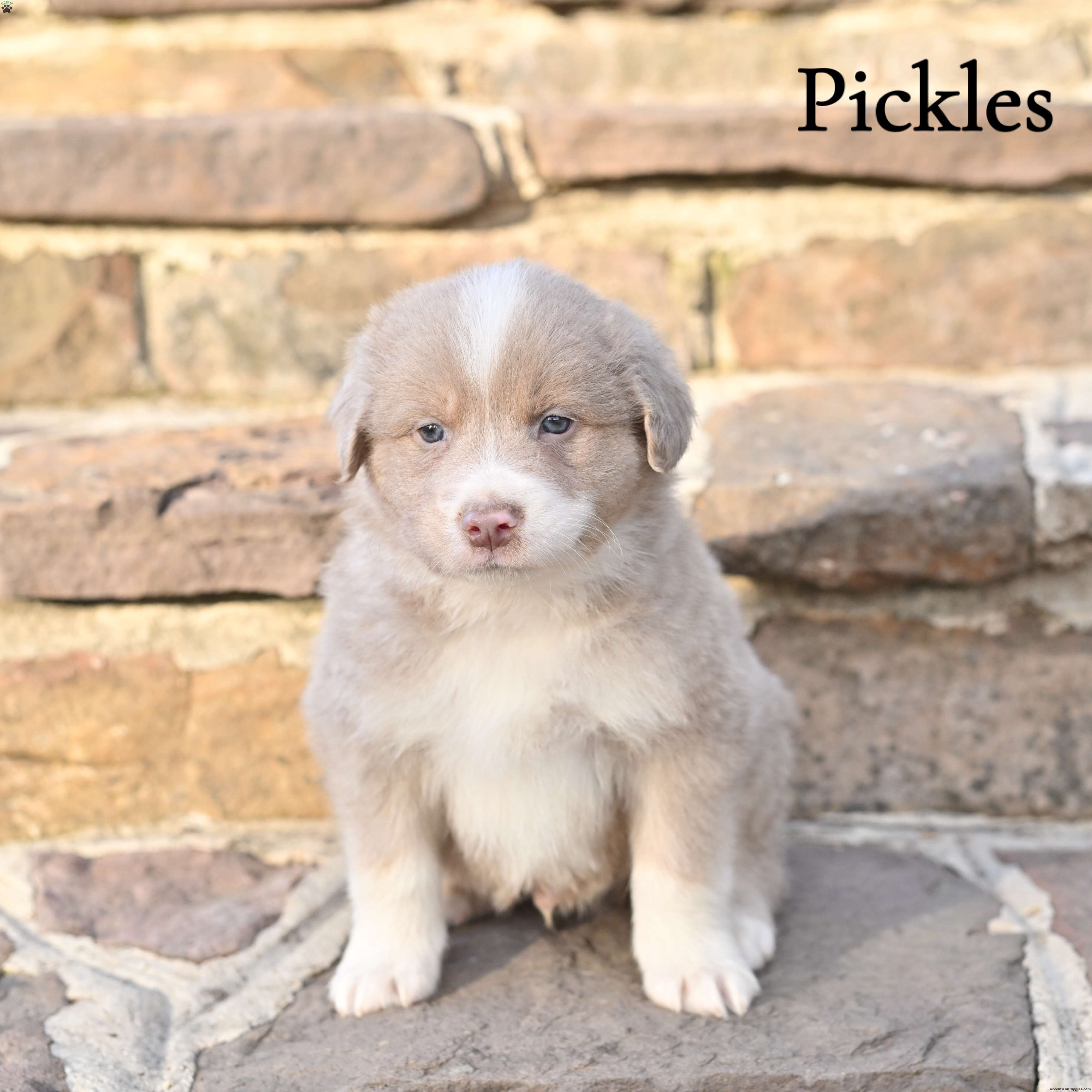 Pickles - Australian Shepherd Puppy For Sale in Pennsylvania