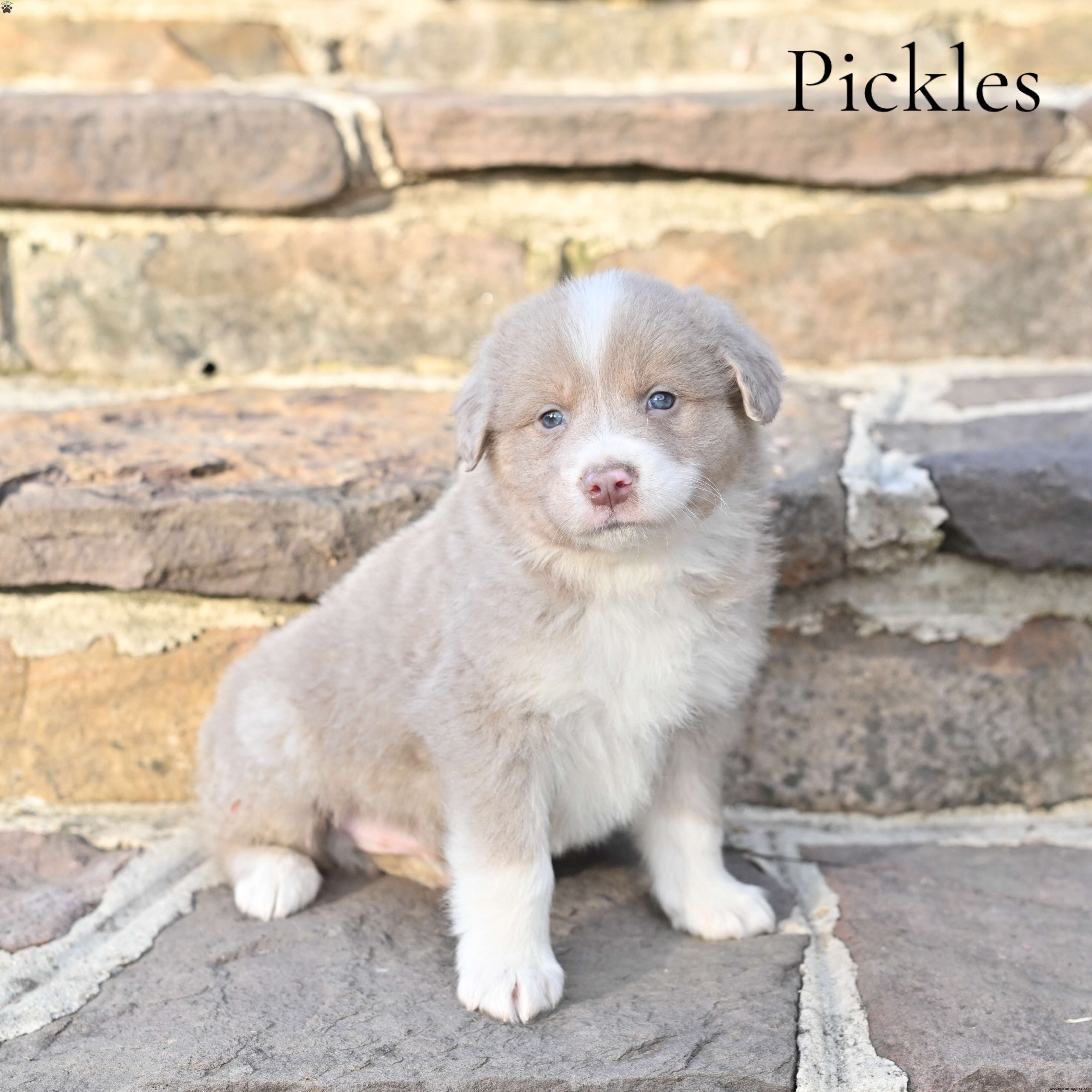 Pickles - Australian Shepherd Puppy For Sale in Pennsylvania