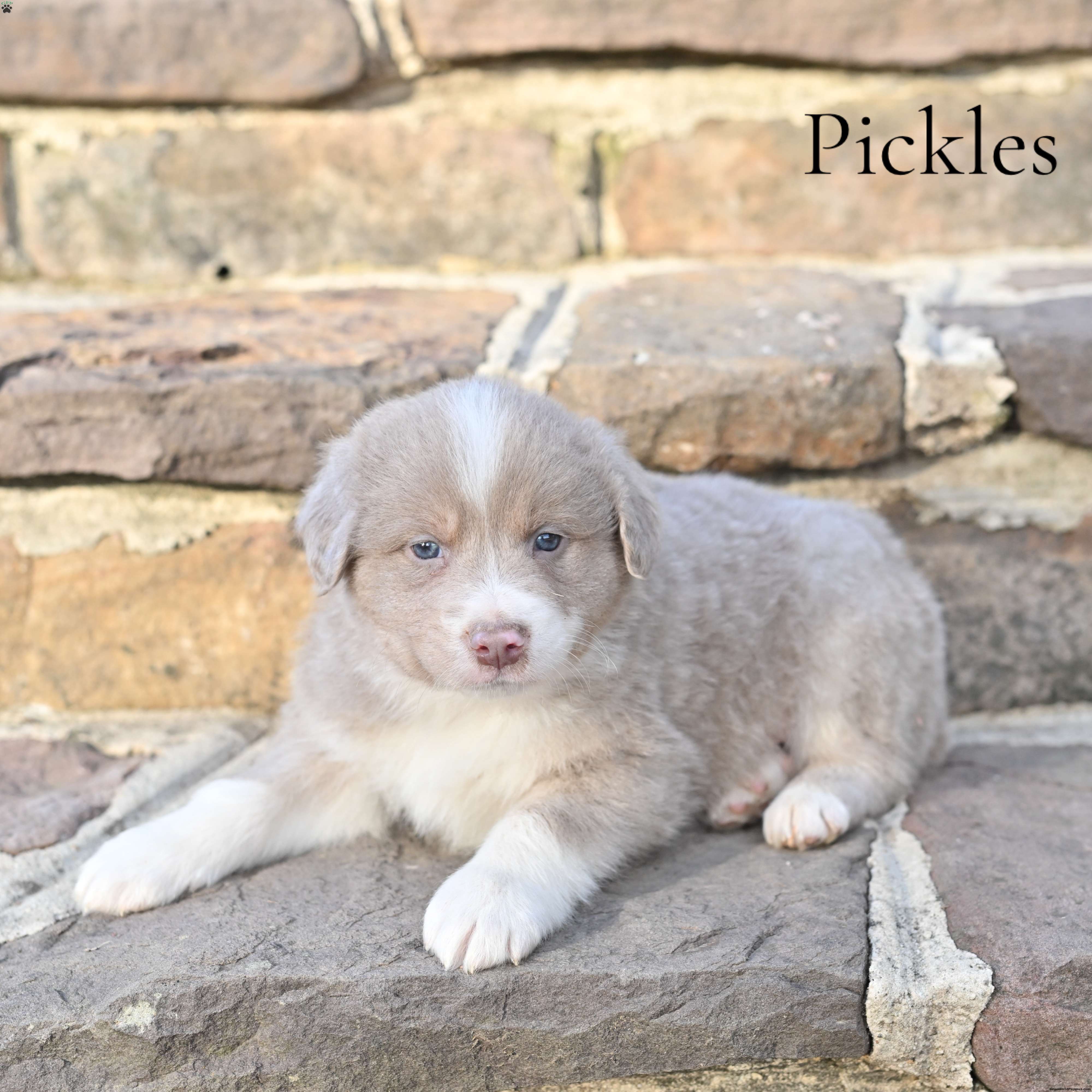 Pickles - Australian Shepherd Puppy For Sale in Pennsylvania