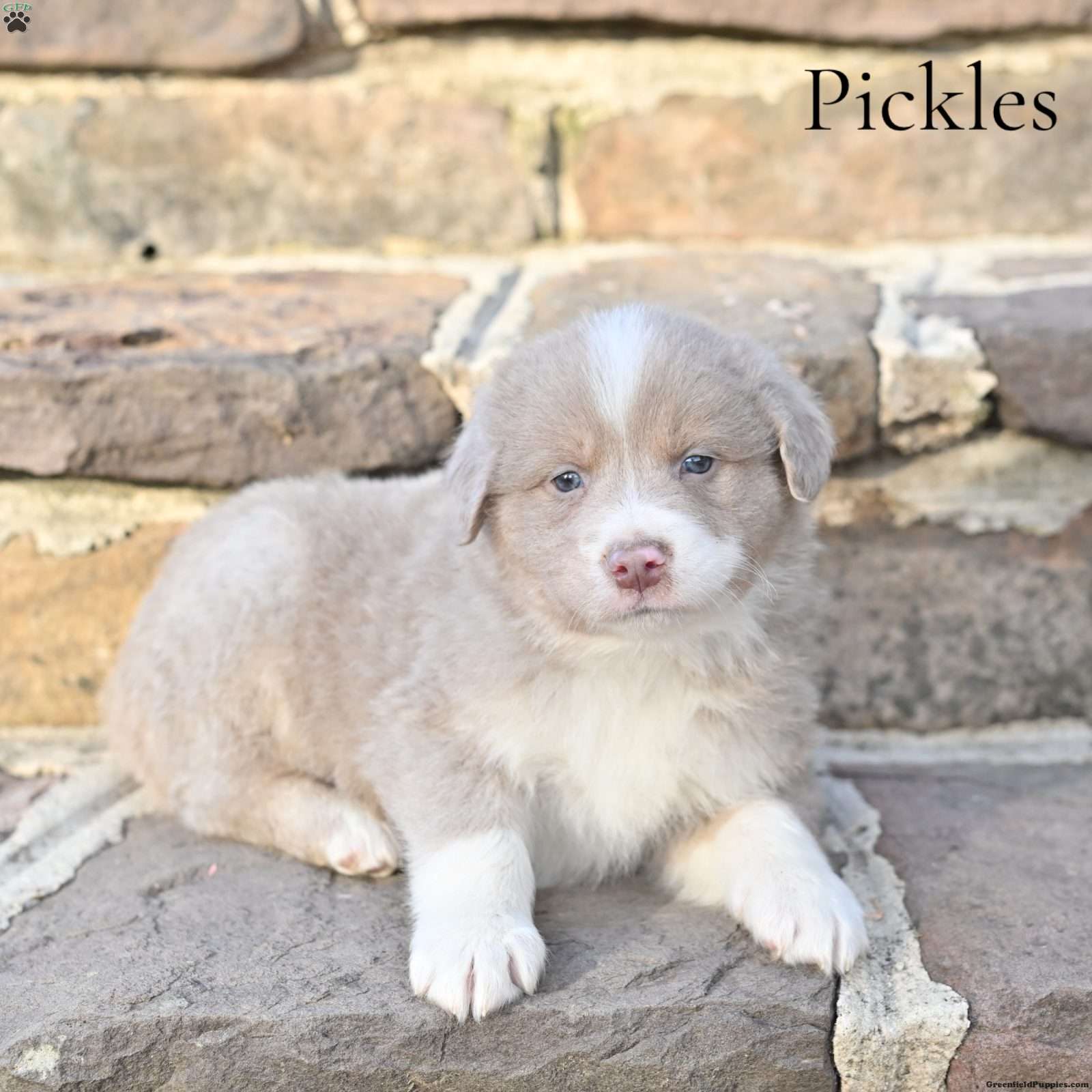 Pickles - Australian Shepherd Puppy For Sale in Pennsylvania