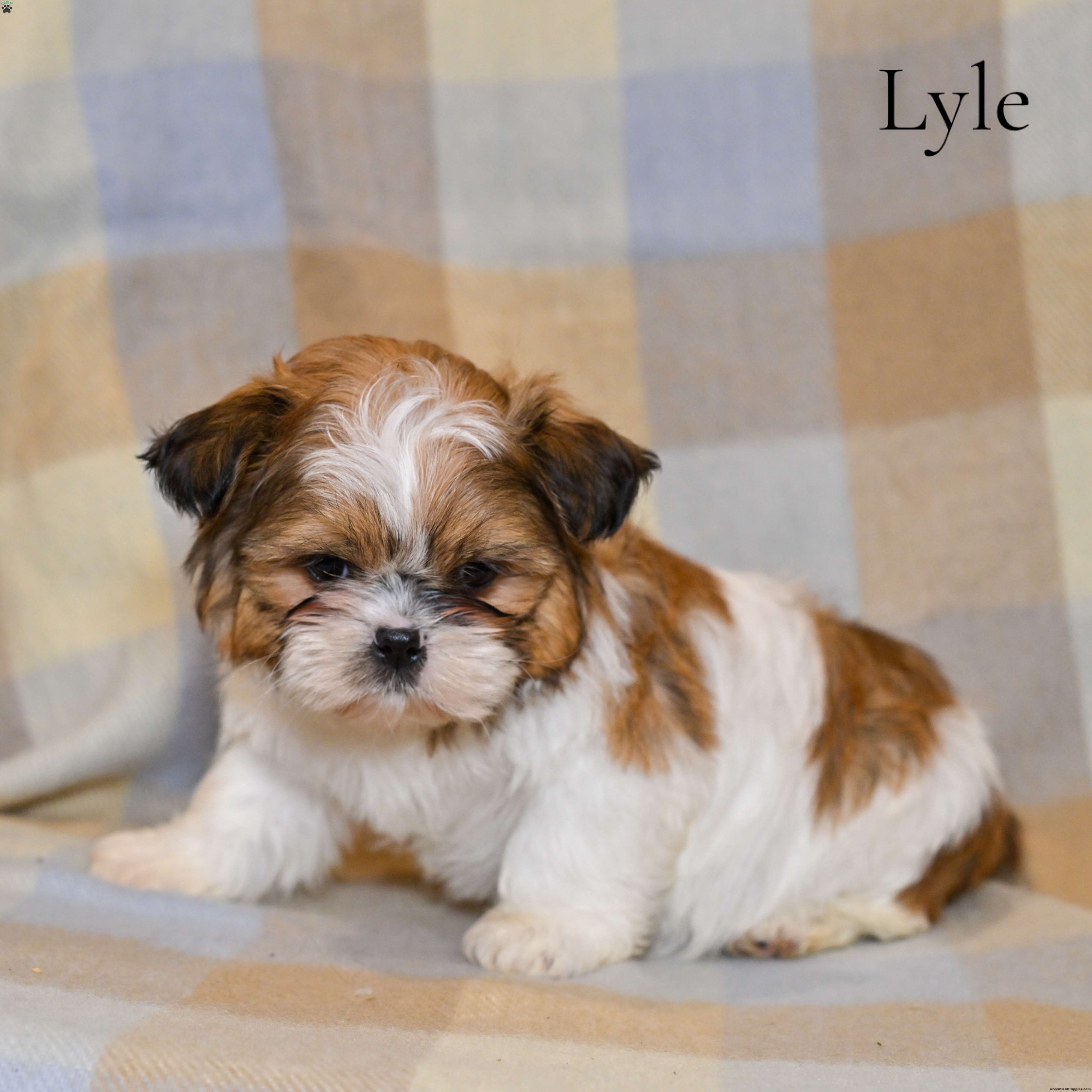 Interesting Info About Shih Tzu For Sale In Pa