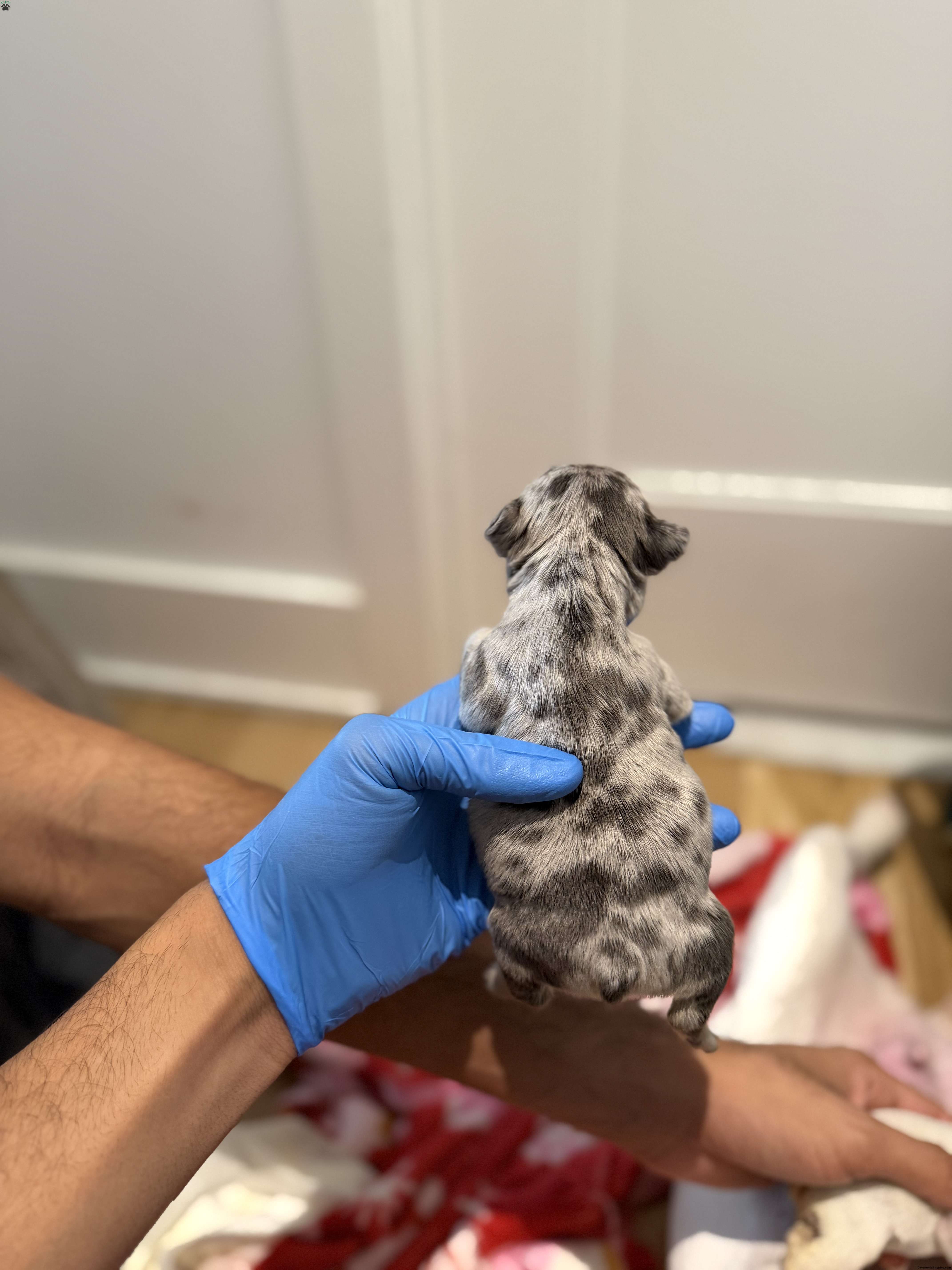 Sapphire fluffy - French Bulldog Puppy For Sale in New York