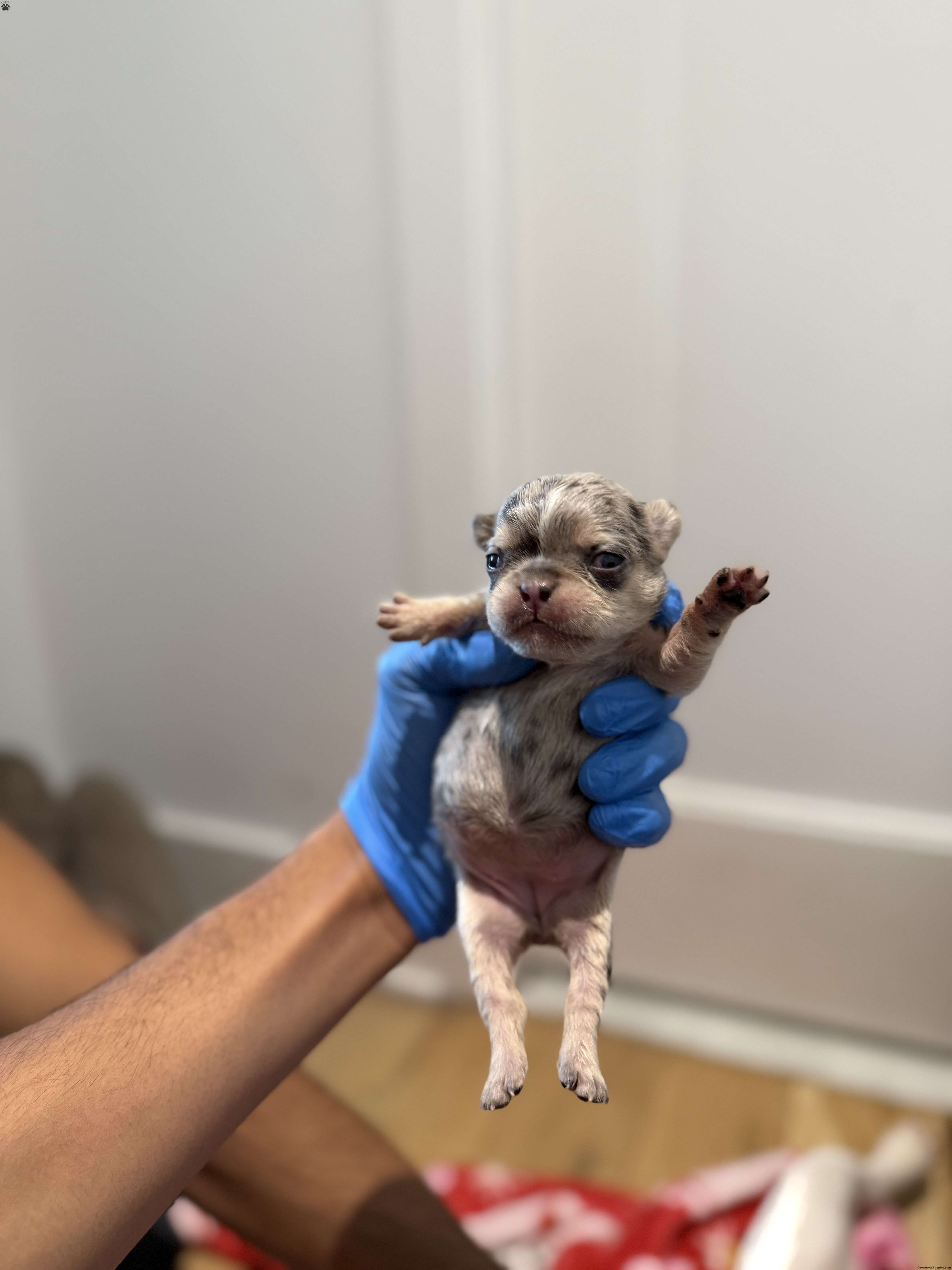 Sapphire fluffy - French Bulldog Puppy For Sale in New York