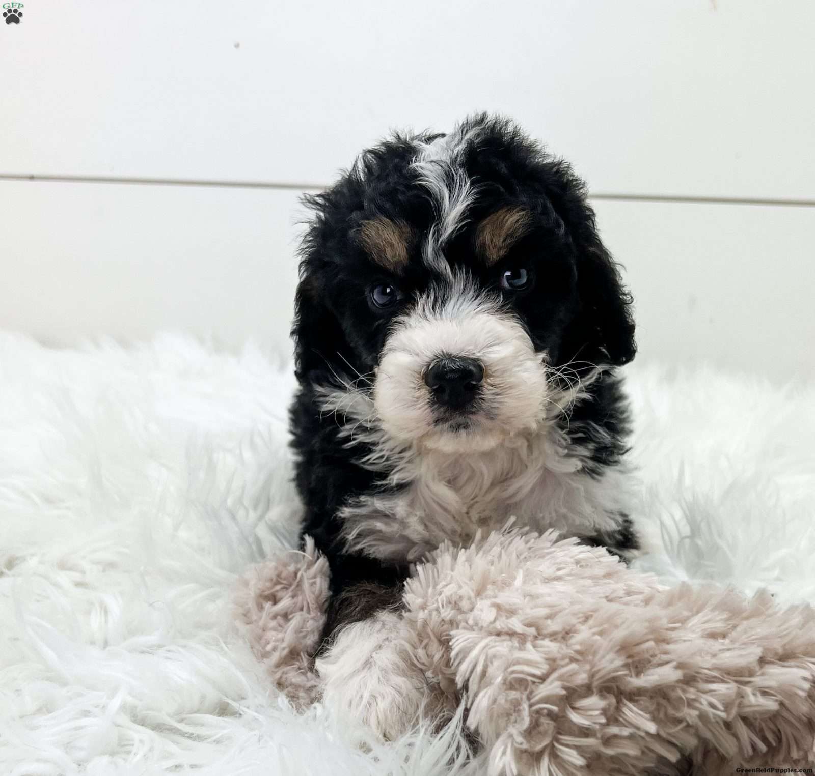 Scout - Bernedoodle Puppy For Sale in Ohio