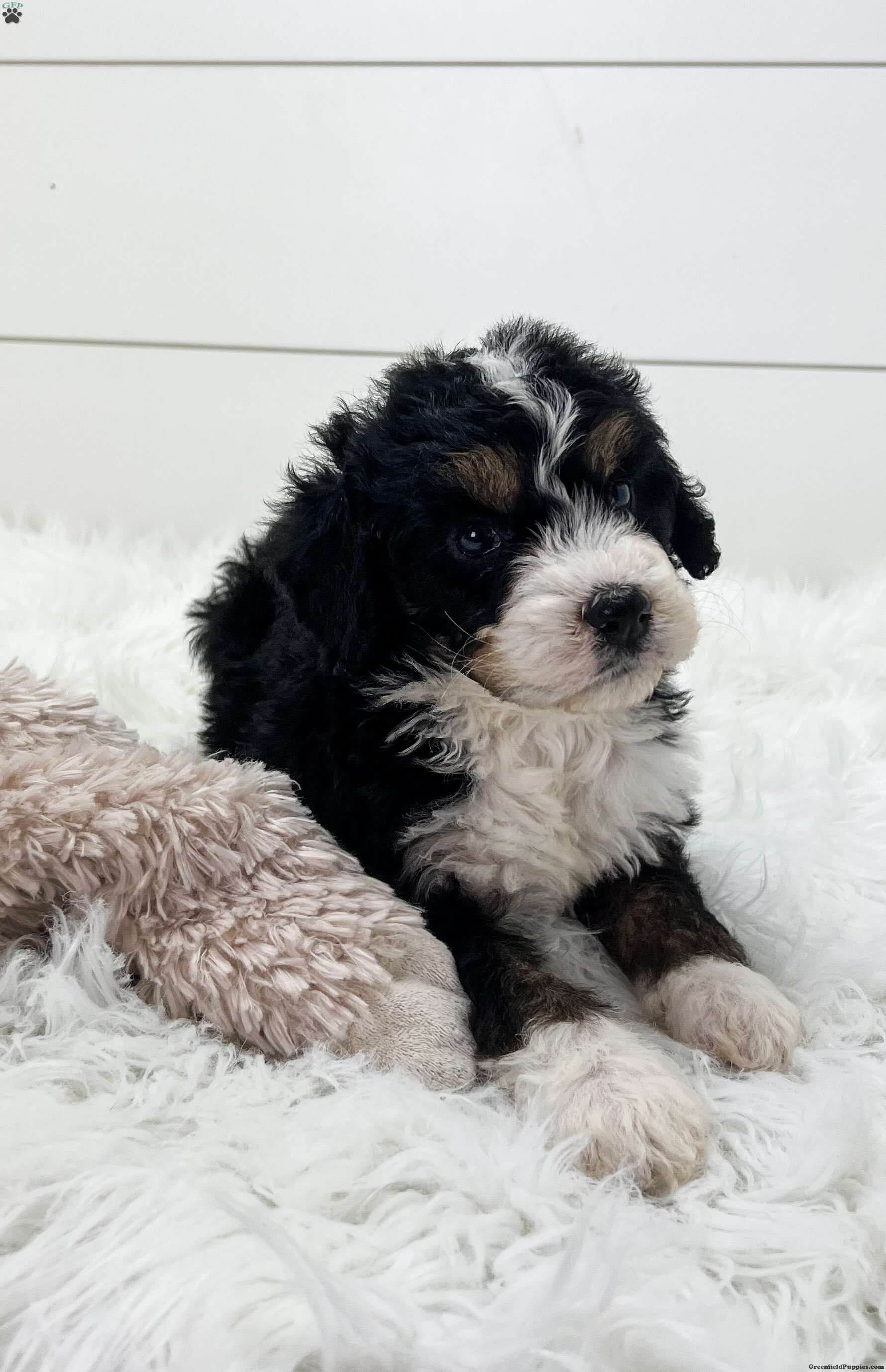 Scout - Bernedoodle Puppy For Sale in Ohio