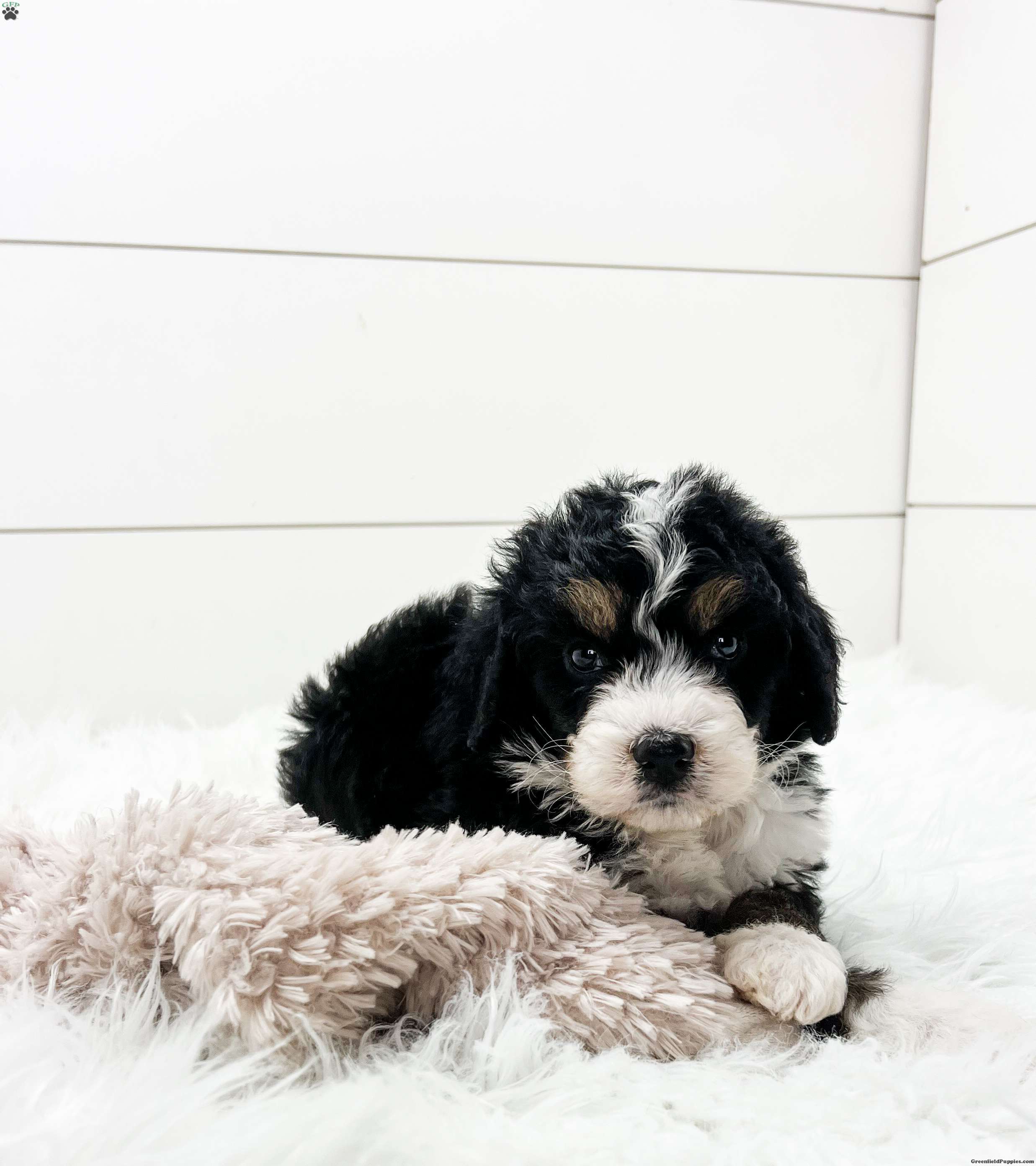 Scout - Bernedoodle Puppy For Sale in Ohio
