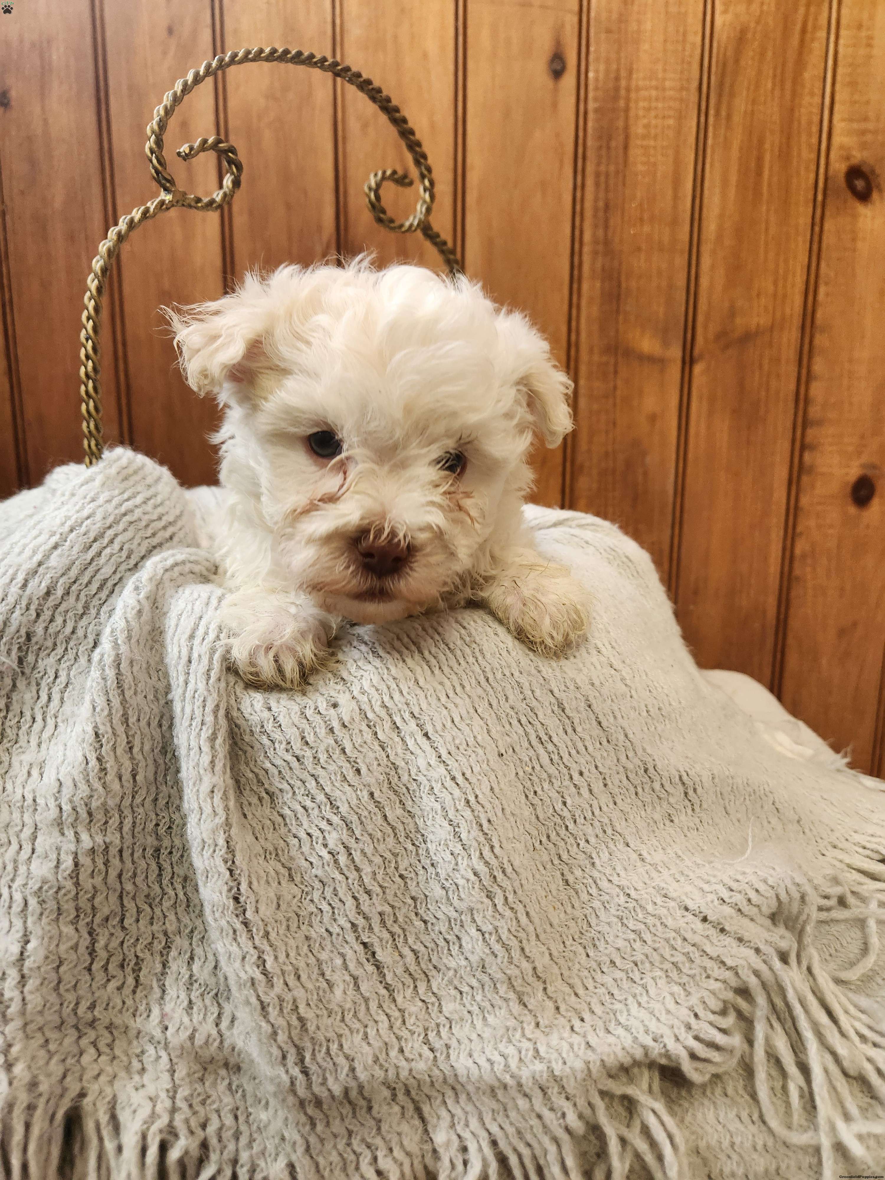Jack - Havanese Puppy For Sale in Pennsylvania
