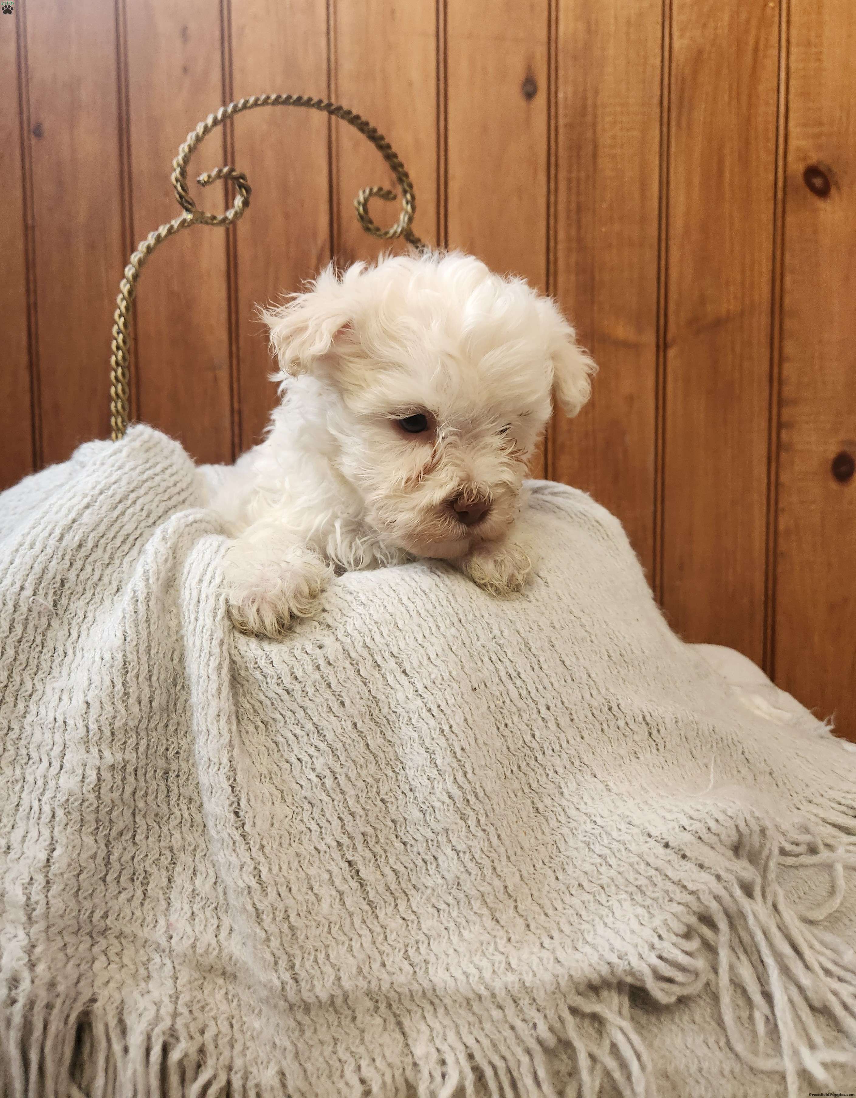 Jack - Havanese Puppy For Sale in Pennsylvania
