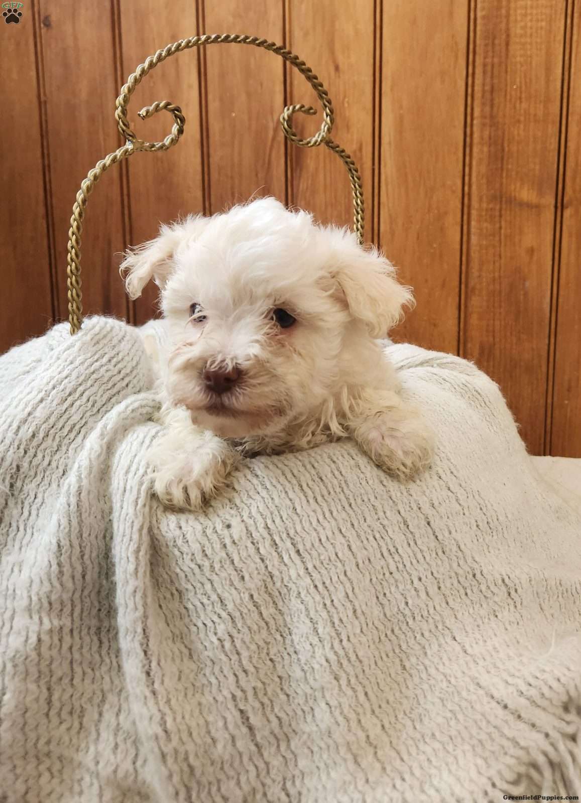 Jack - Havanese Puppy For Sale in Pennsylvania
