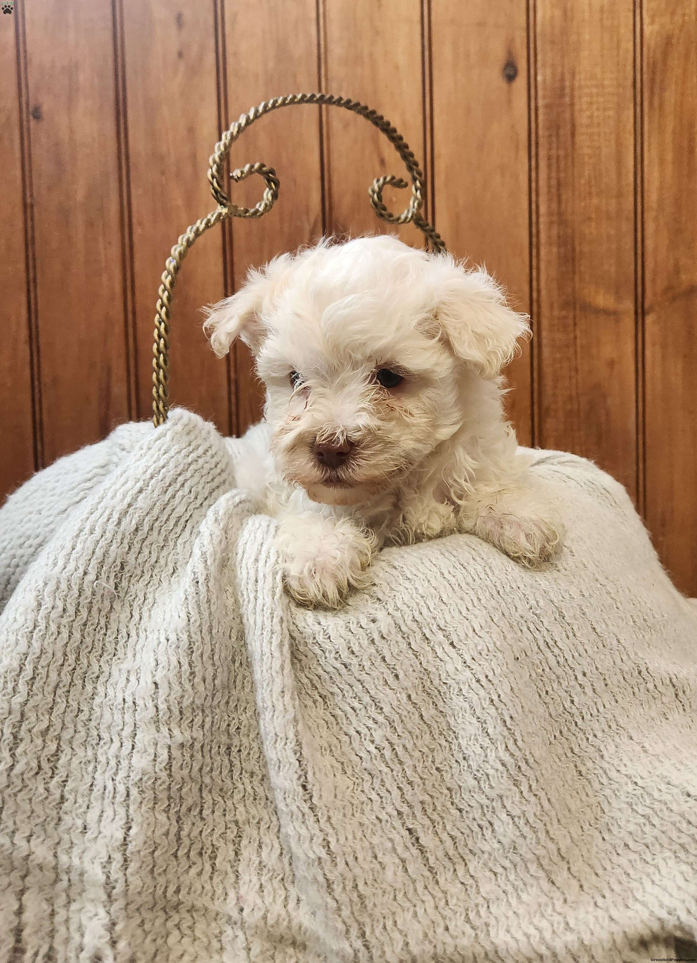 Jack - Havanese Puppy For Sale in Pennsylvania