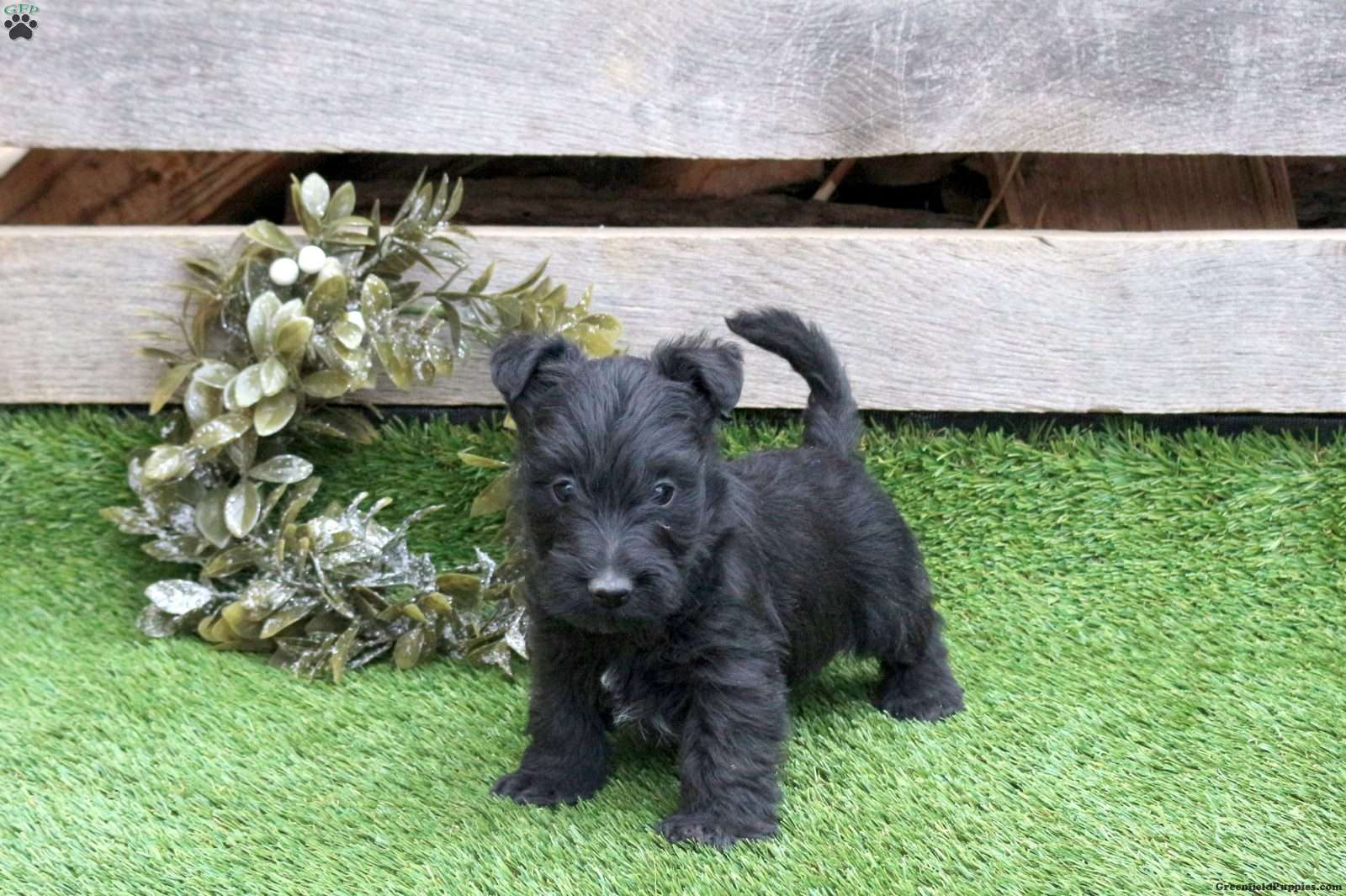 Jax - Scottish Terrier Puppy For Sale in Pennsylvania