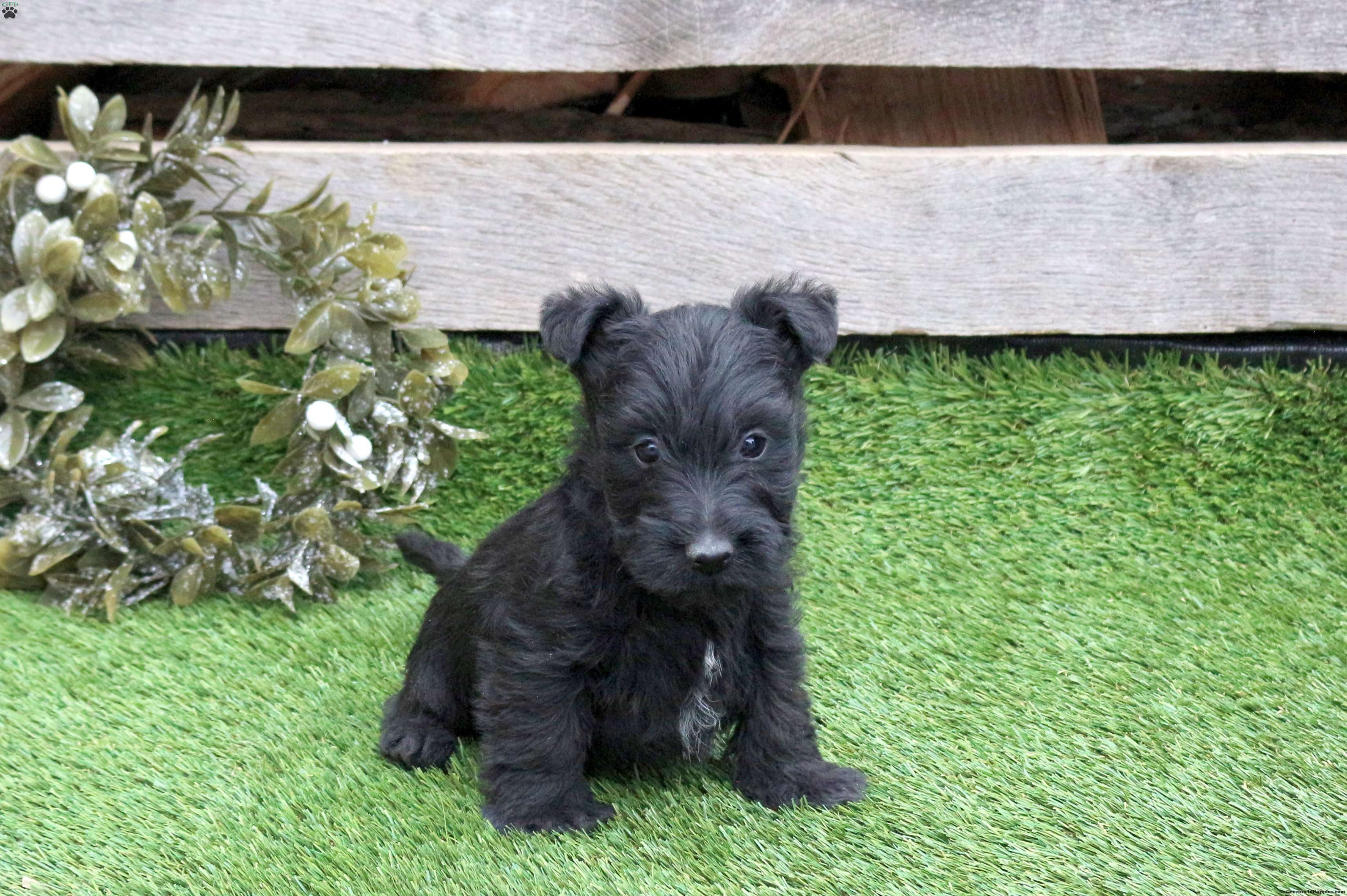 Jax - Scottish Terrier Puppy For Sale in Pennsylvania