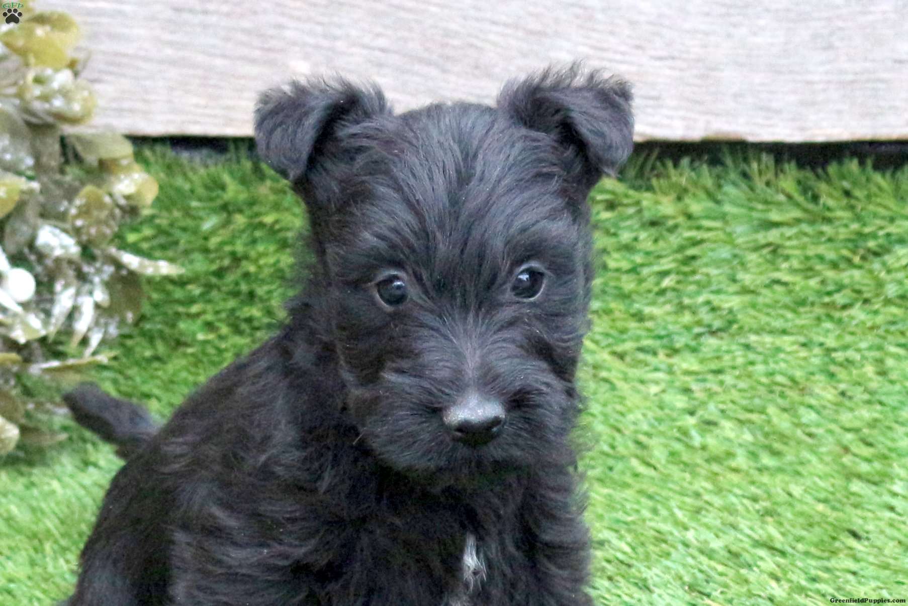 Jax - Scottish Terrier Puppy For Sale in Pennsylvania