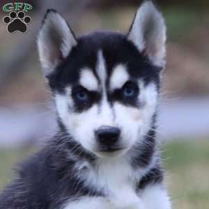Jayda - Siberian Husky Puppy For Sale in Pennsylvania