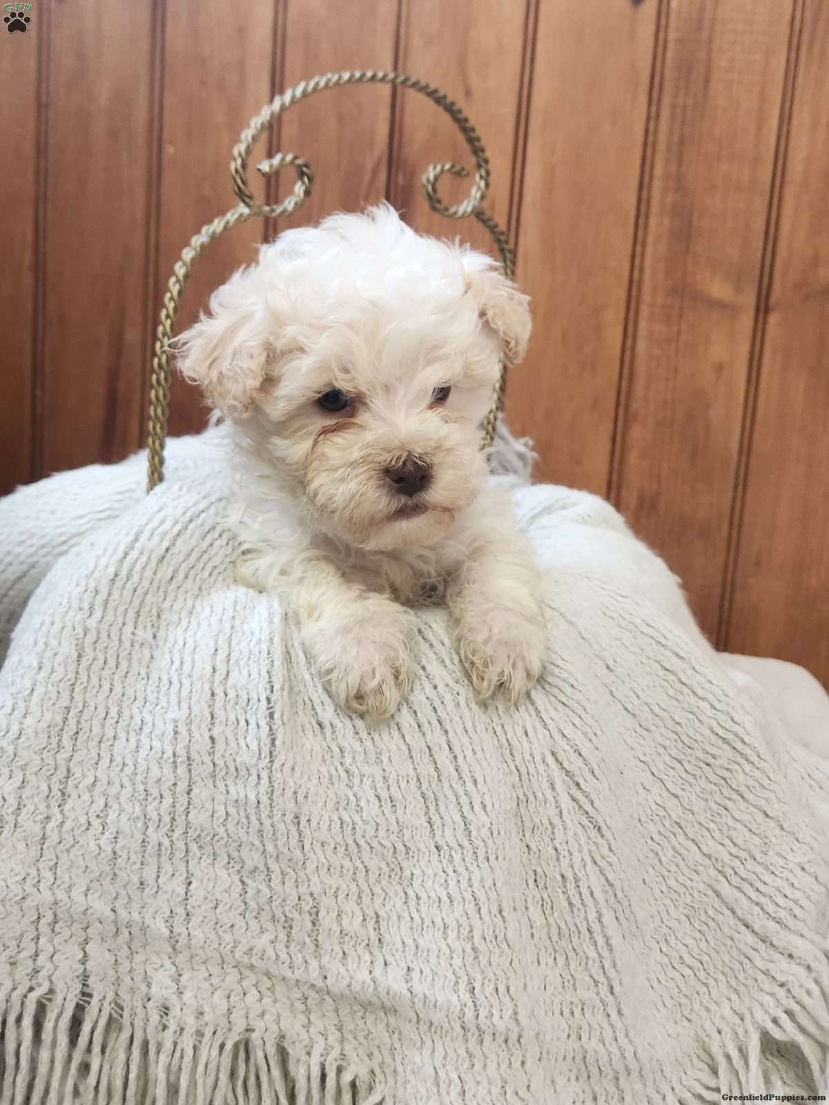 Joey - Havanese Puppy For Sale in Pennsylvania