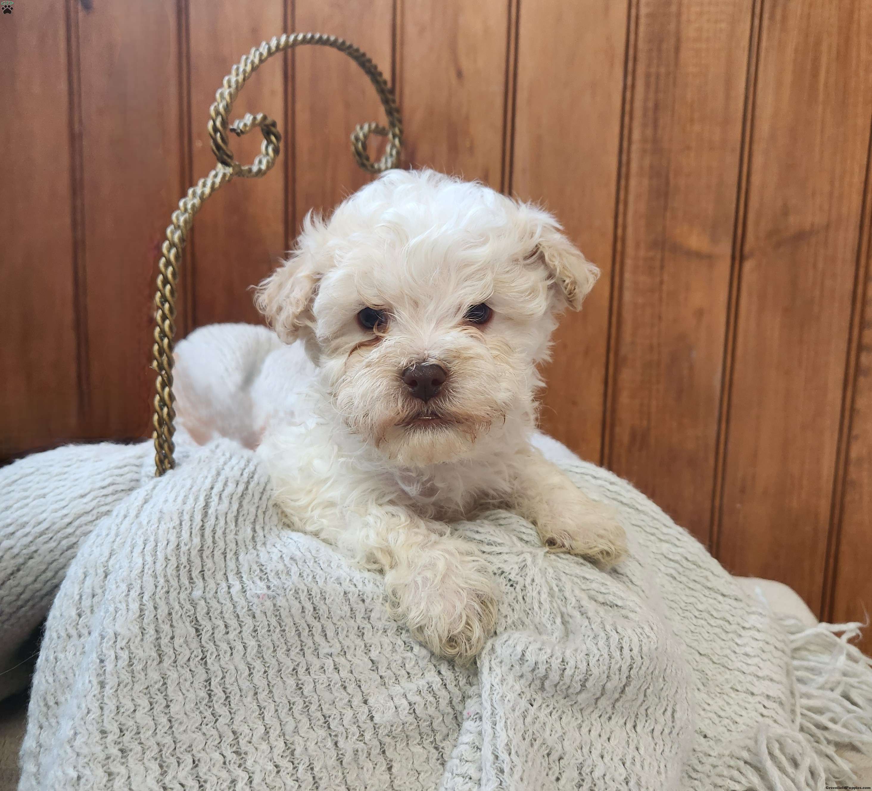 Joey - Havanese Puppy For Sale in Pennsylvania